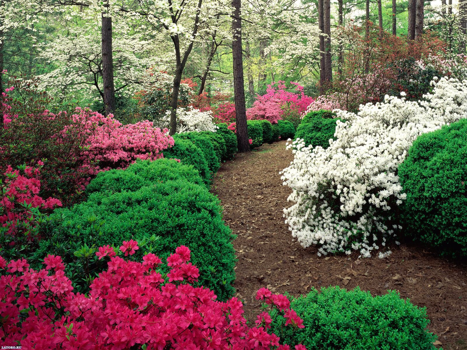 Enchanting Azalea Garden HD Wallpaper