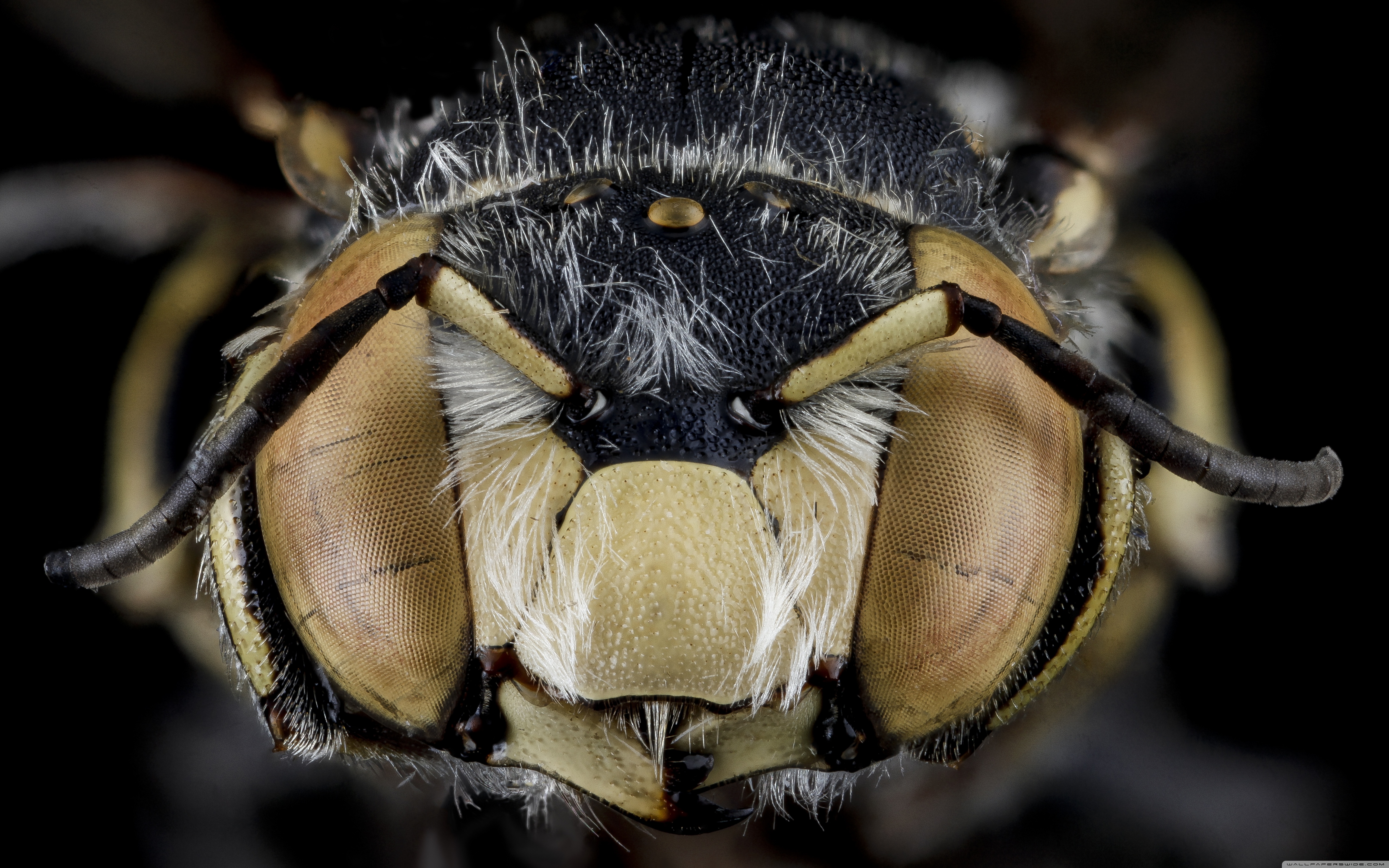 Download Animal Bee 4k Ultra HD Wallpaper