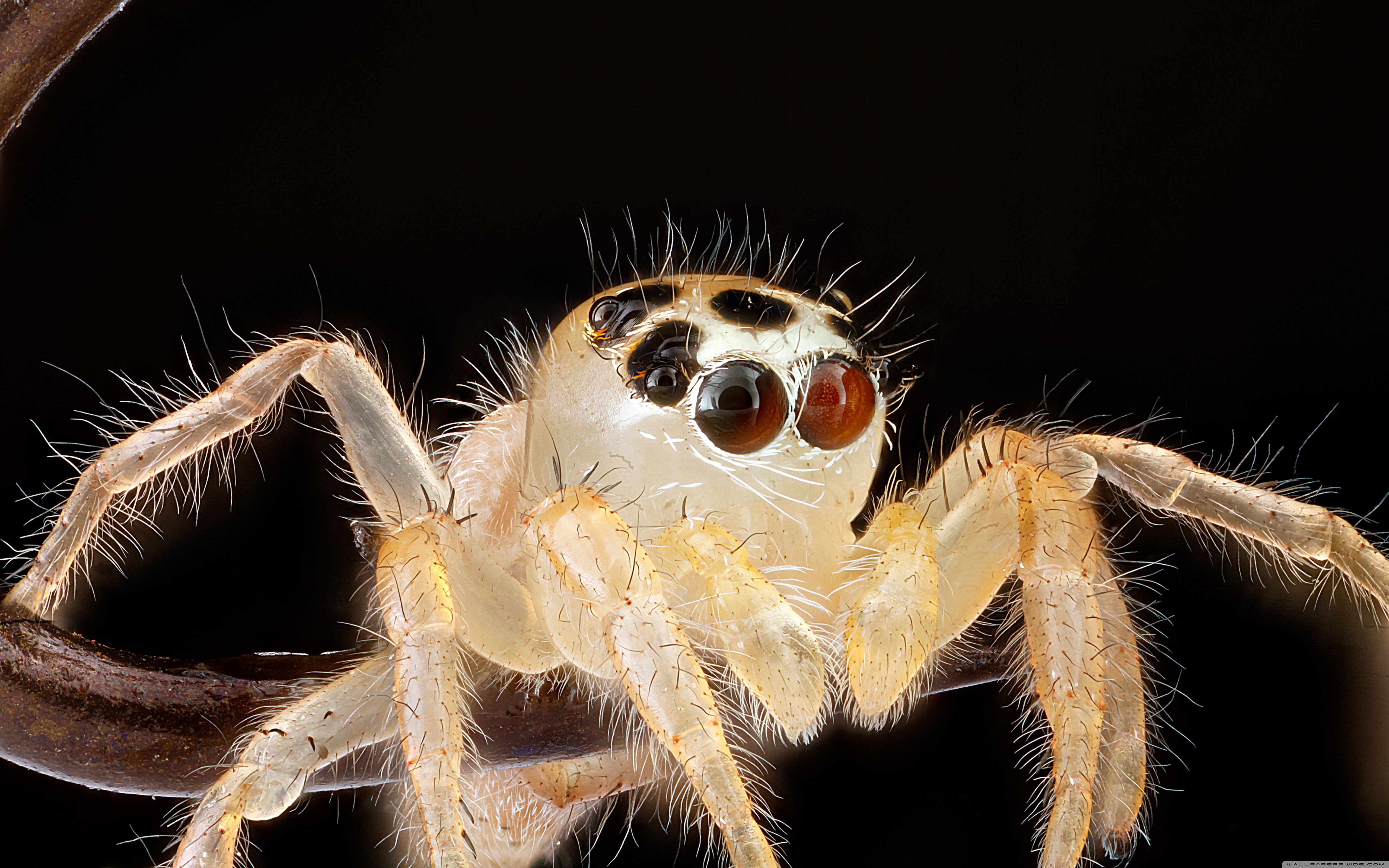 Download Jumping Spider Animal Spider 4k Ultra HD Wallpaper