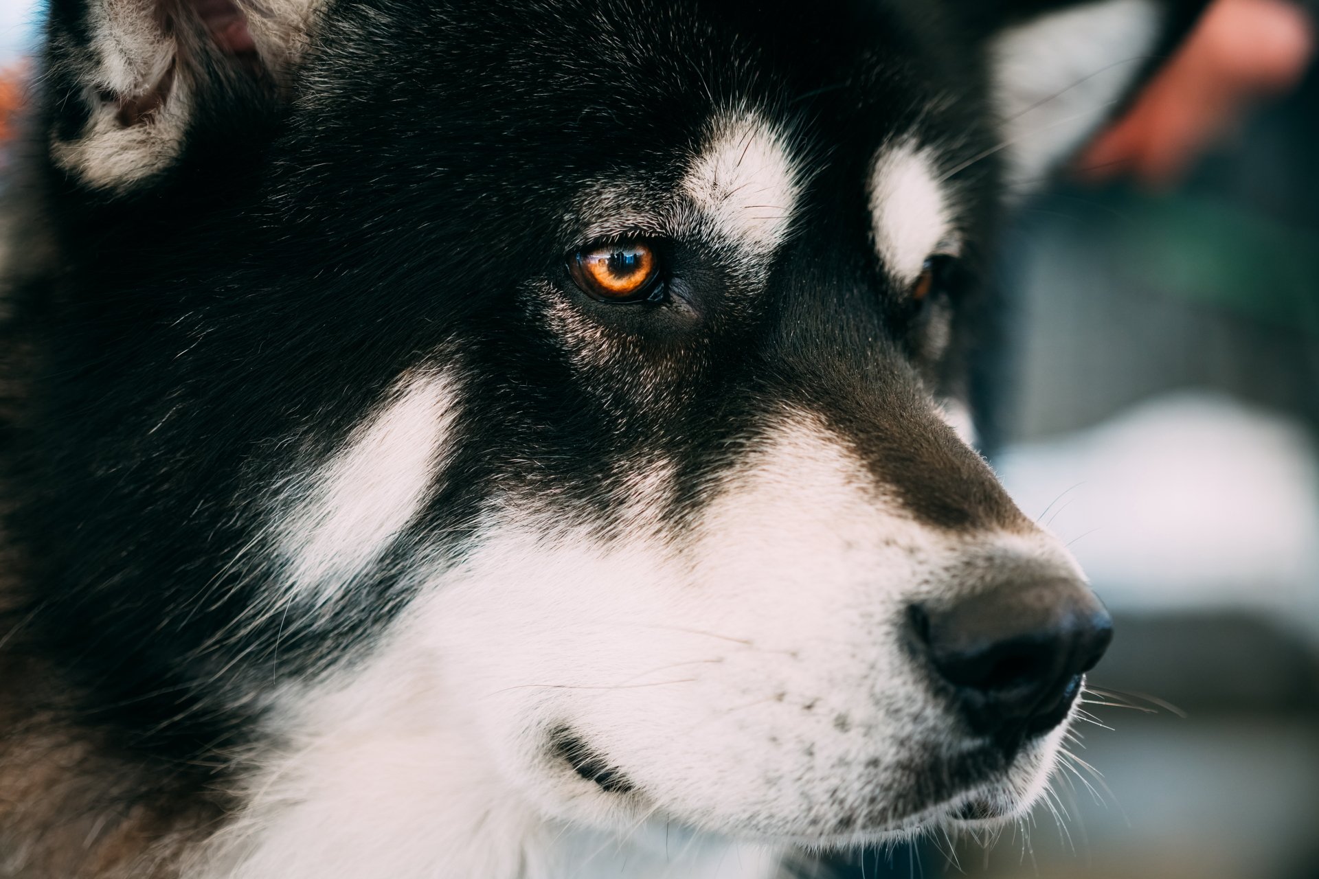Download Animal Husky 4k Ultra HD Wallpaper