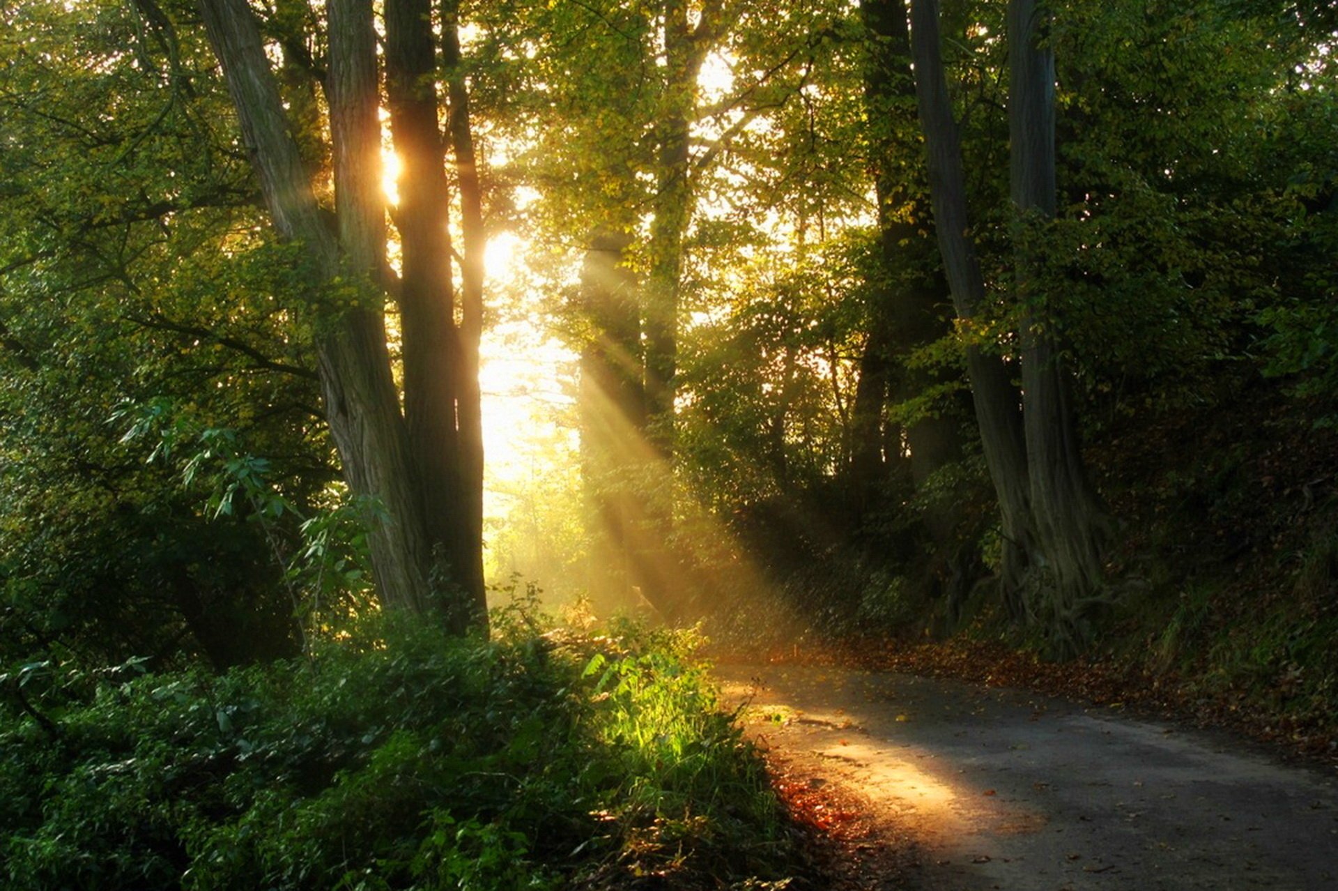 Download Nature Sunbeam HD Wallpaper | 1920x1278 | Wallpaper Abyss