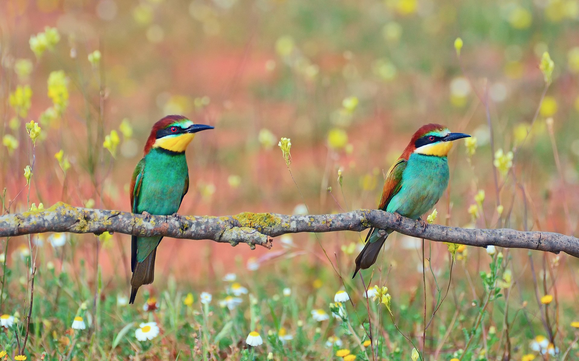 Download Bird Animal Bee-eater HD Wallpaper