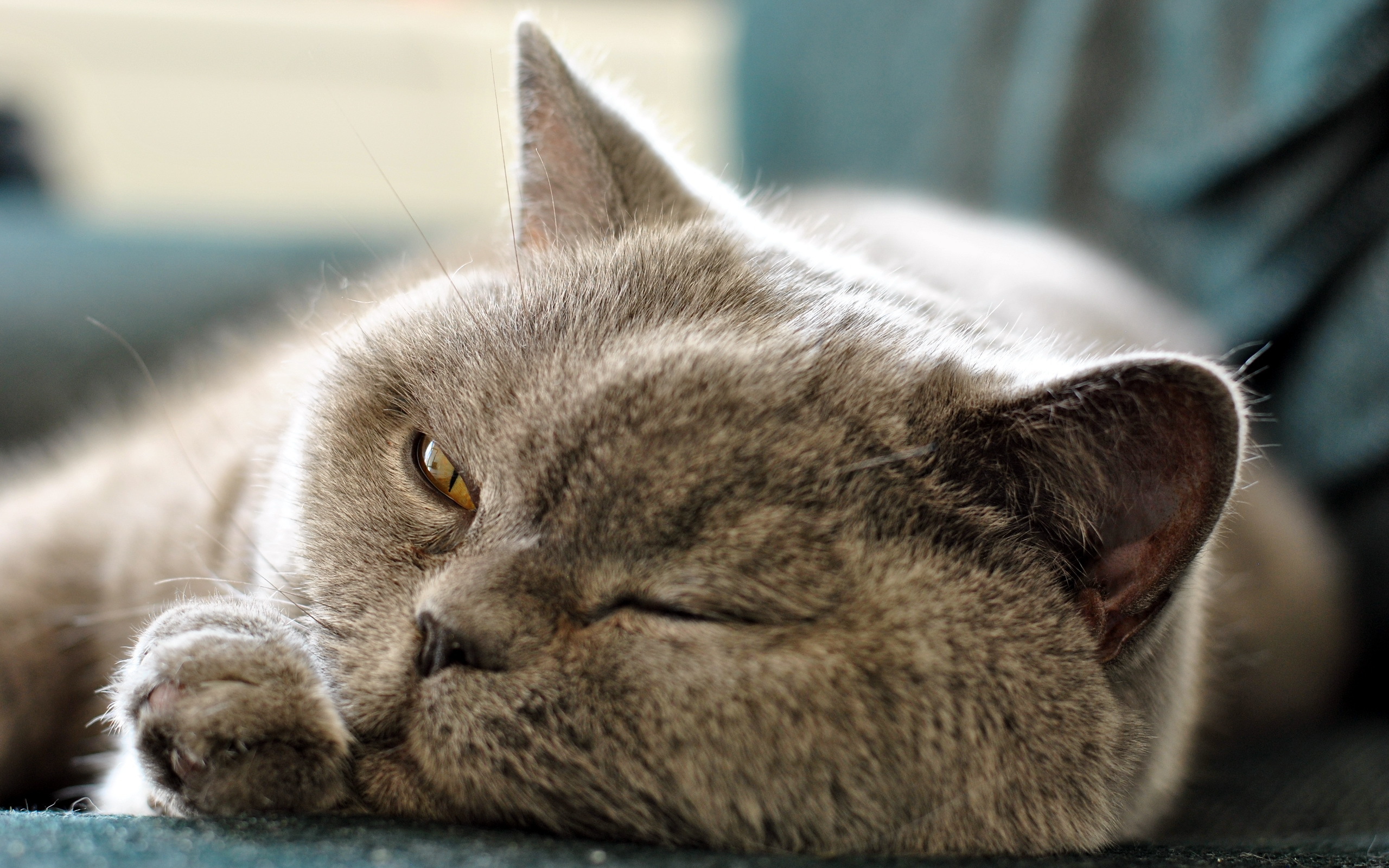 Download Animal Cat HD Wallpaper