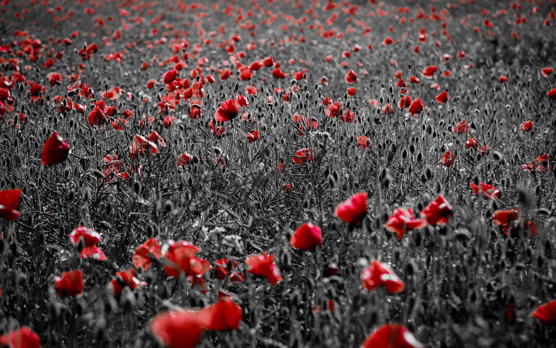 Download Nature Poppy HD Wallpaper