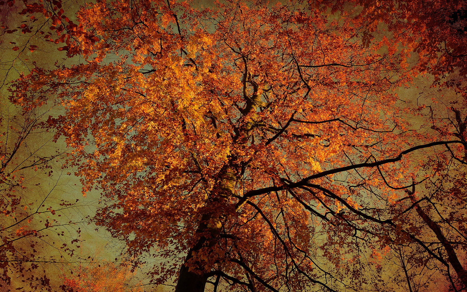 Download Nature Tree HD Wallpaper