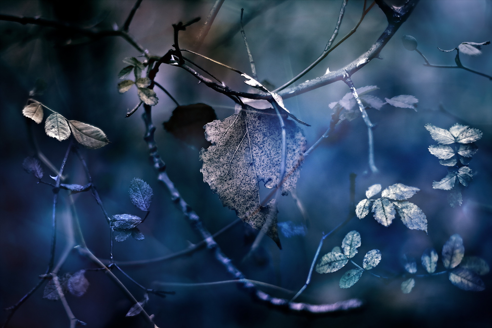 Download Nature Branch HD Wallpaper