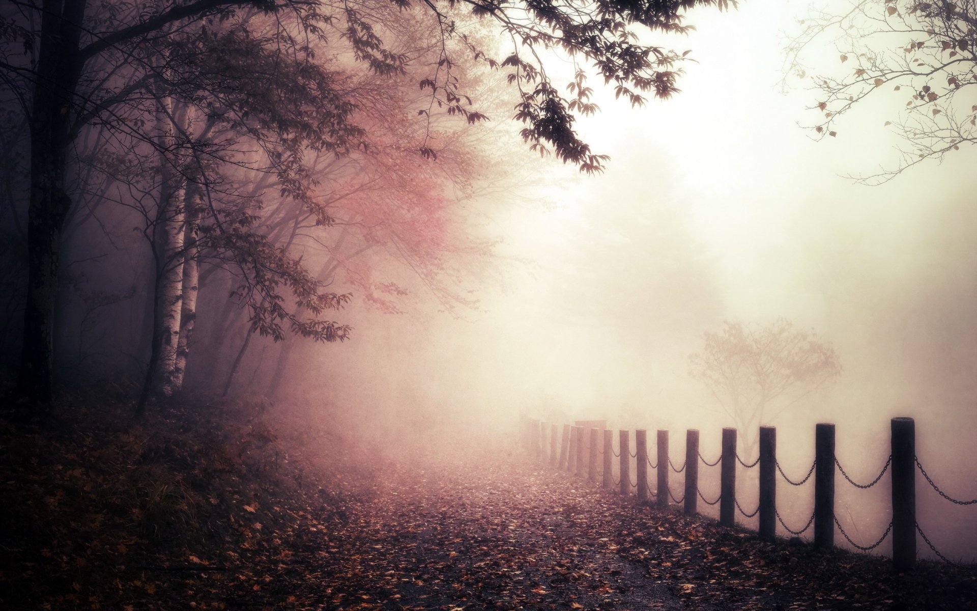 Nature Fog HD Wallpaper