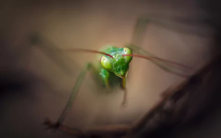 Praying Mantis - Desktop Wallpapers, Phone Wallpaper, PFP, Gifs, and More!