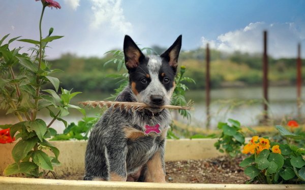 blue heeler HD Wallpaper | Background Image | 2615x1743 | ID:453429 ...