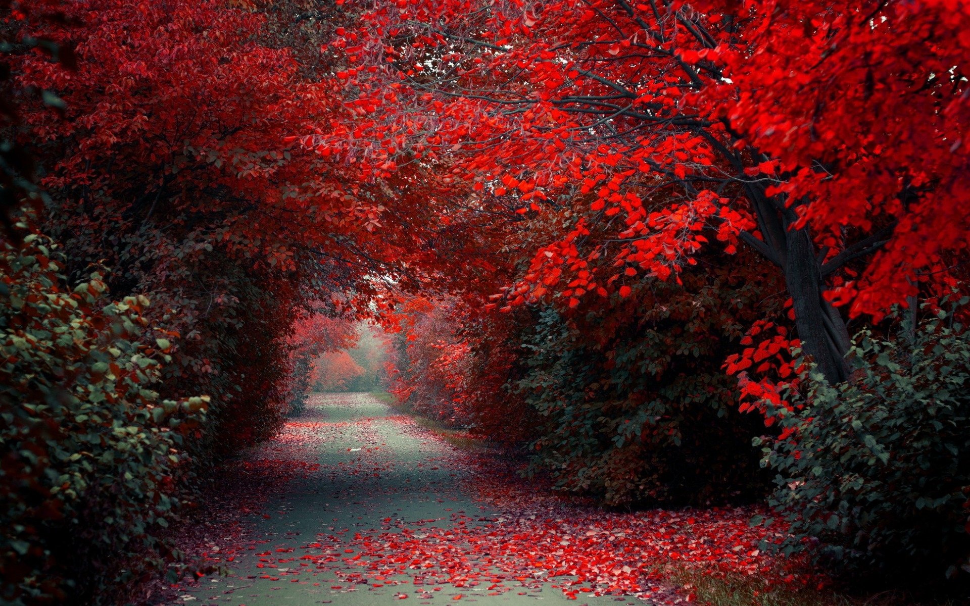 HD Photography: Enchanted Red Park Pathway Wallpaper