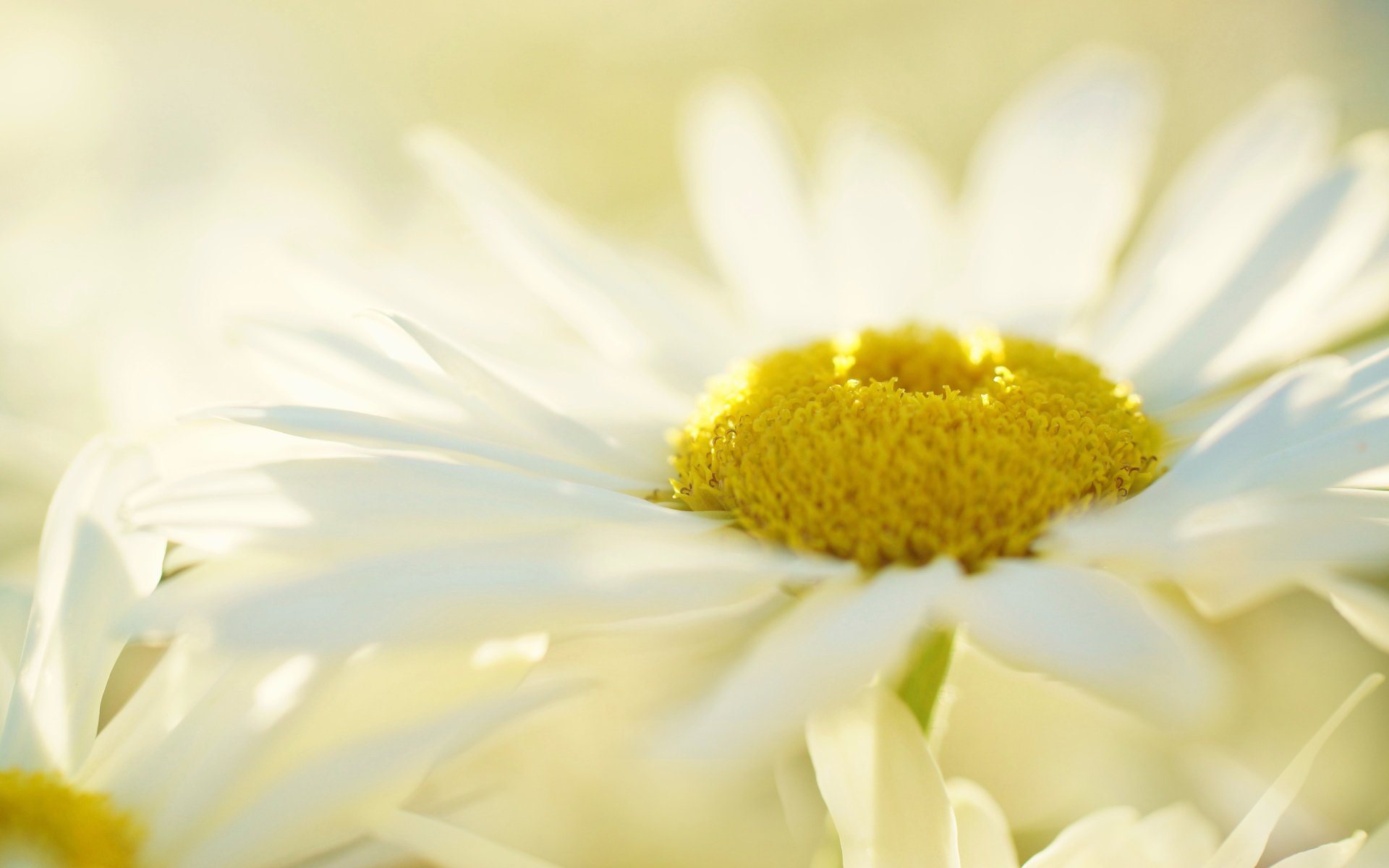Download White Flower Nature Flower HD Wallpaper