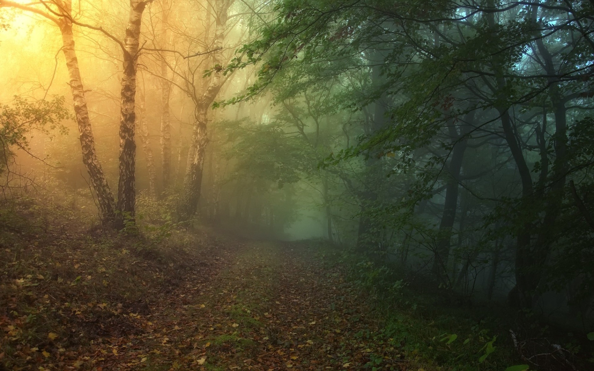 Download Nature Forest HD Wallpaper