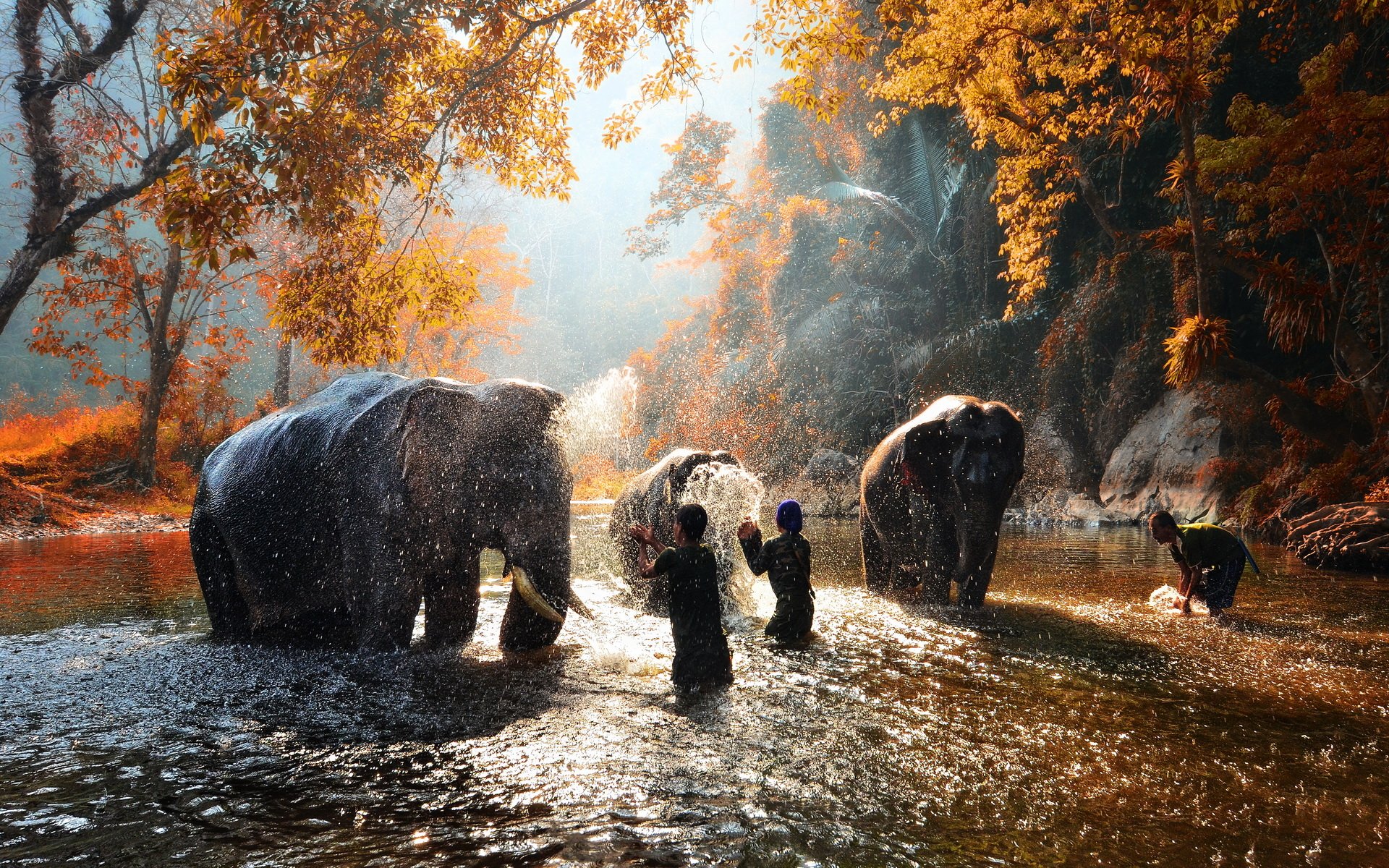 Download Animal Asian Elephant HD Wallpaper | 1920x1200 | Wallpaper Abyss