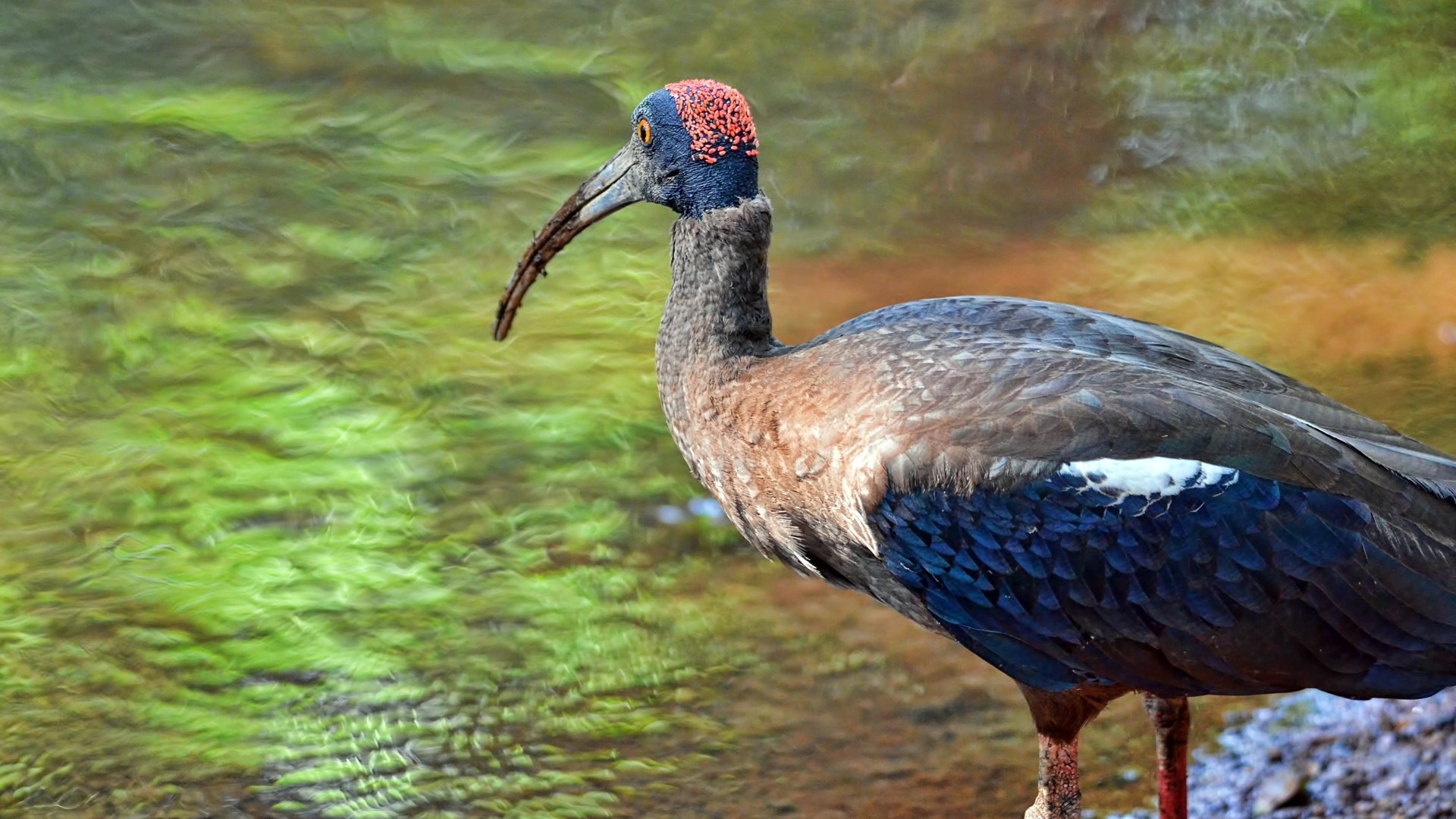 Download Red-naped Ibis Animal Ibis HD Wallpaper