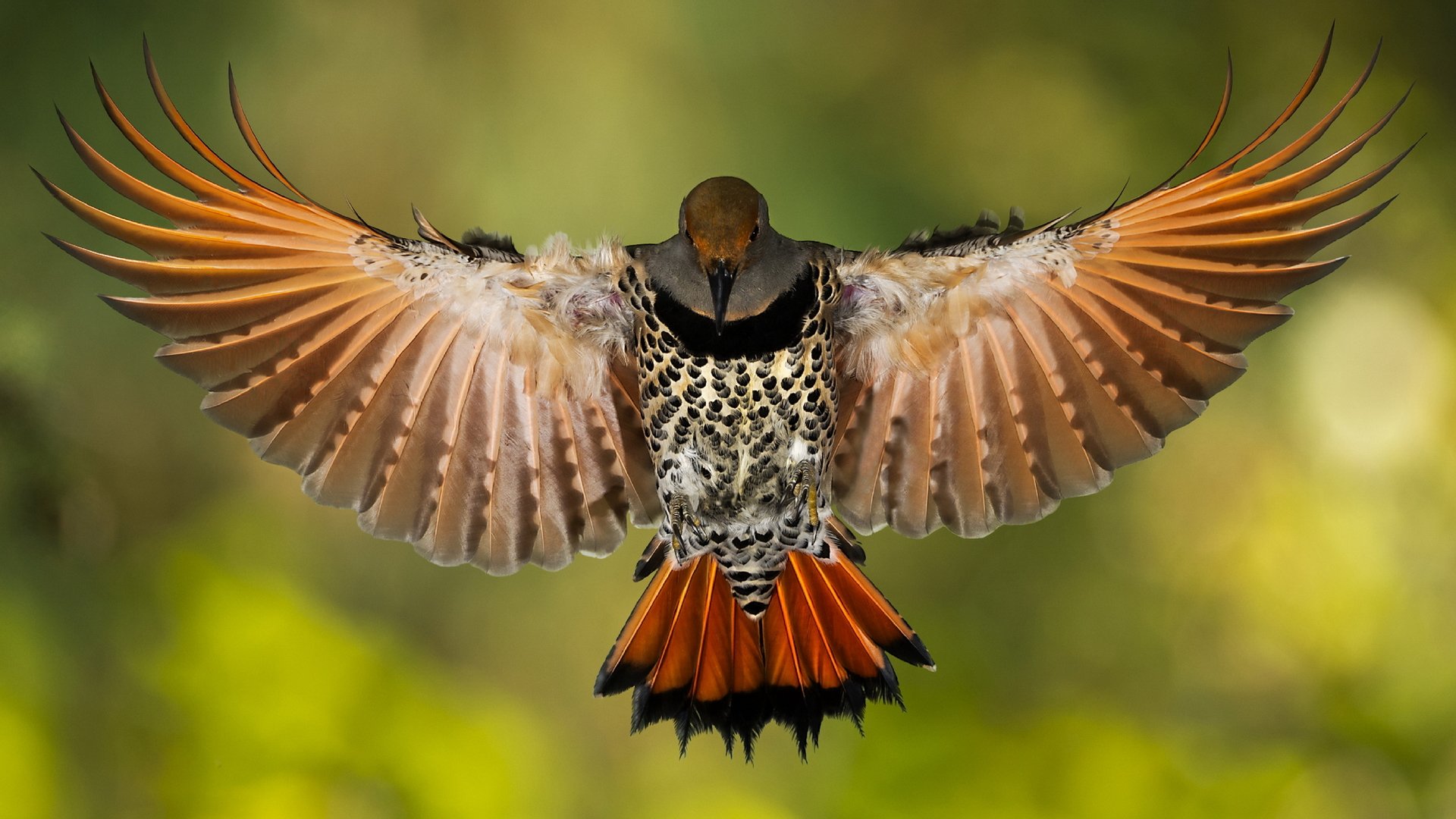 Majestic Woodpecker in Flight - Stunning HD Animal Wallpaper