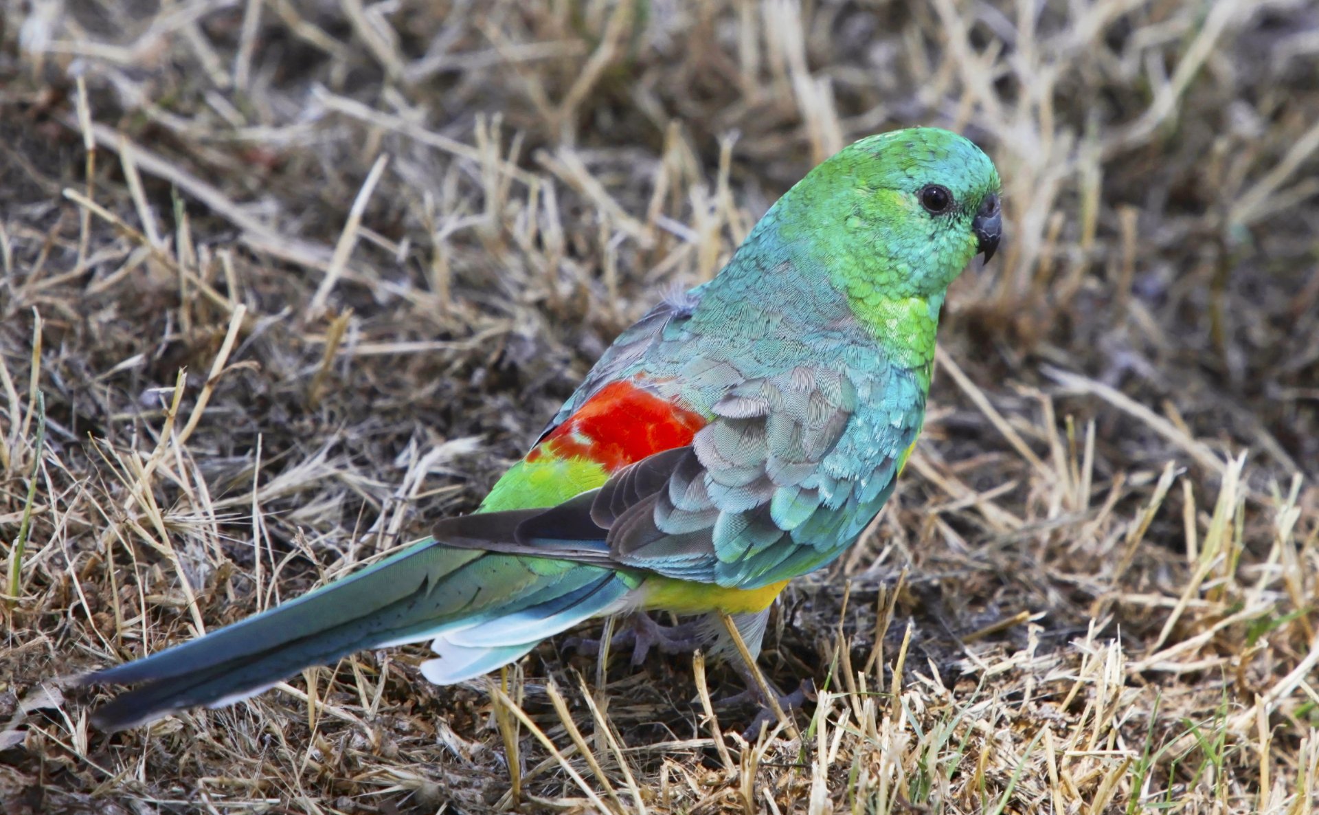Download Grass Close-up Parrot Bird Animal Red-rumped Parrot HD Wallpaper