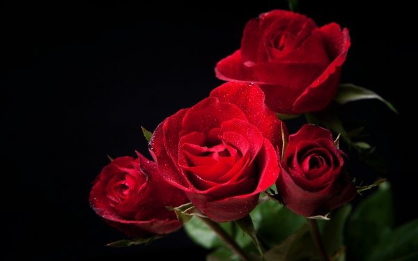 Red Roses 4k Ultra HD Wallpaper | Background Image | 6016x4028
