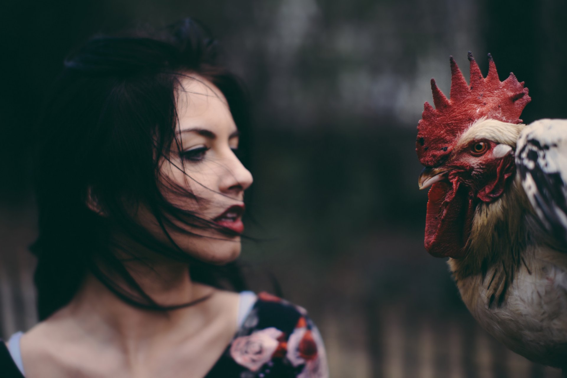 Download Rooster Brunette Woman Model HD Wallpaper by David Olkarny