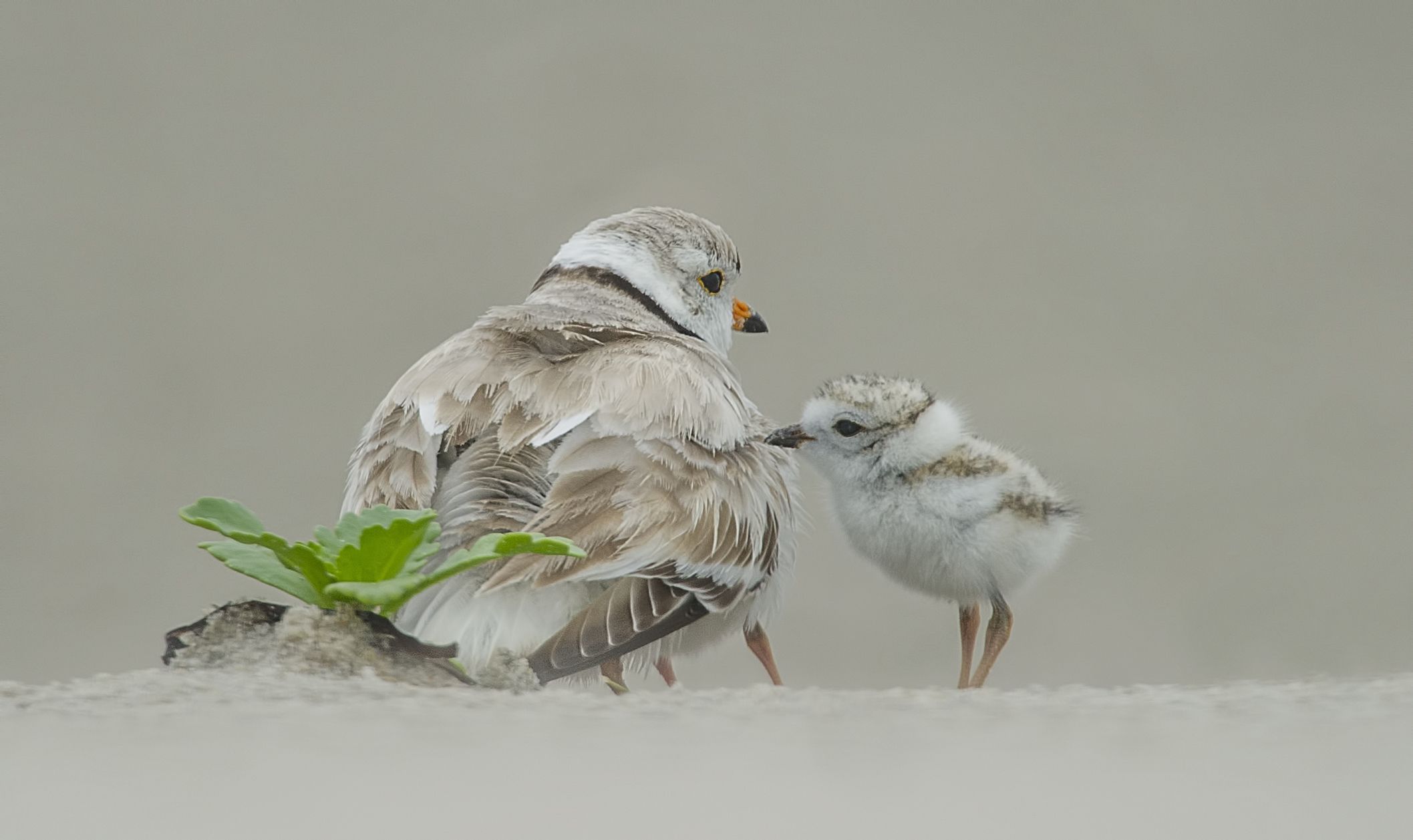 Download Bird Piping Plover Animal Plover HD Wallpaper