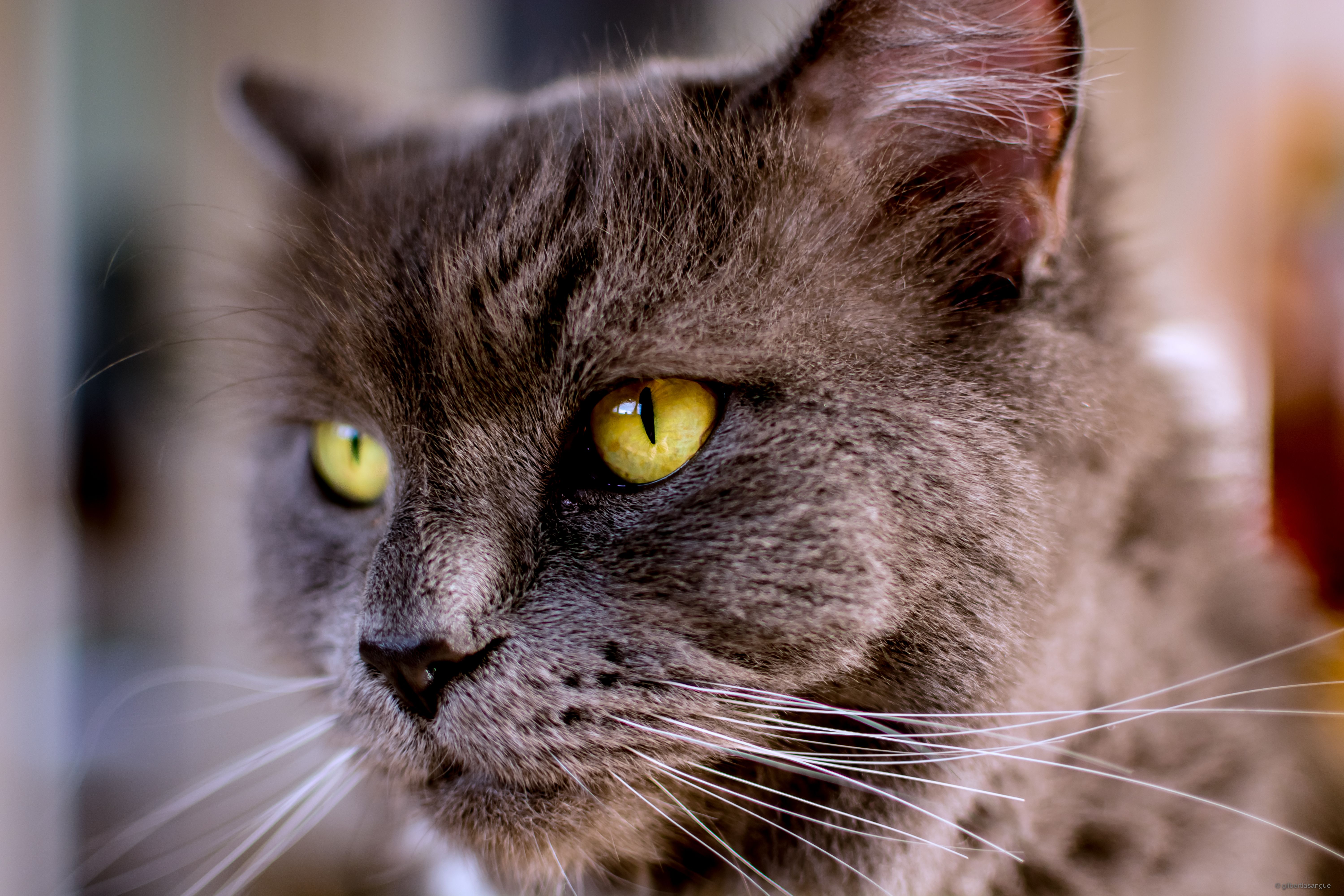 Download Animal Cat 4k Ultra HD Wallpaper