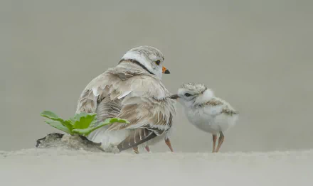 Plover - Desktop Wallpapers, Phone Wallpaper, PFP, Gifs, and More!