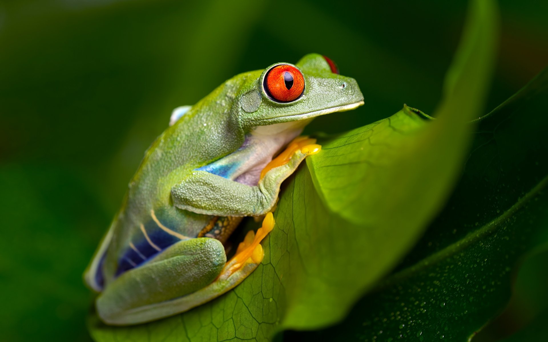 Download Animal Red-eyed Tree Frog HD Wallpaper