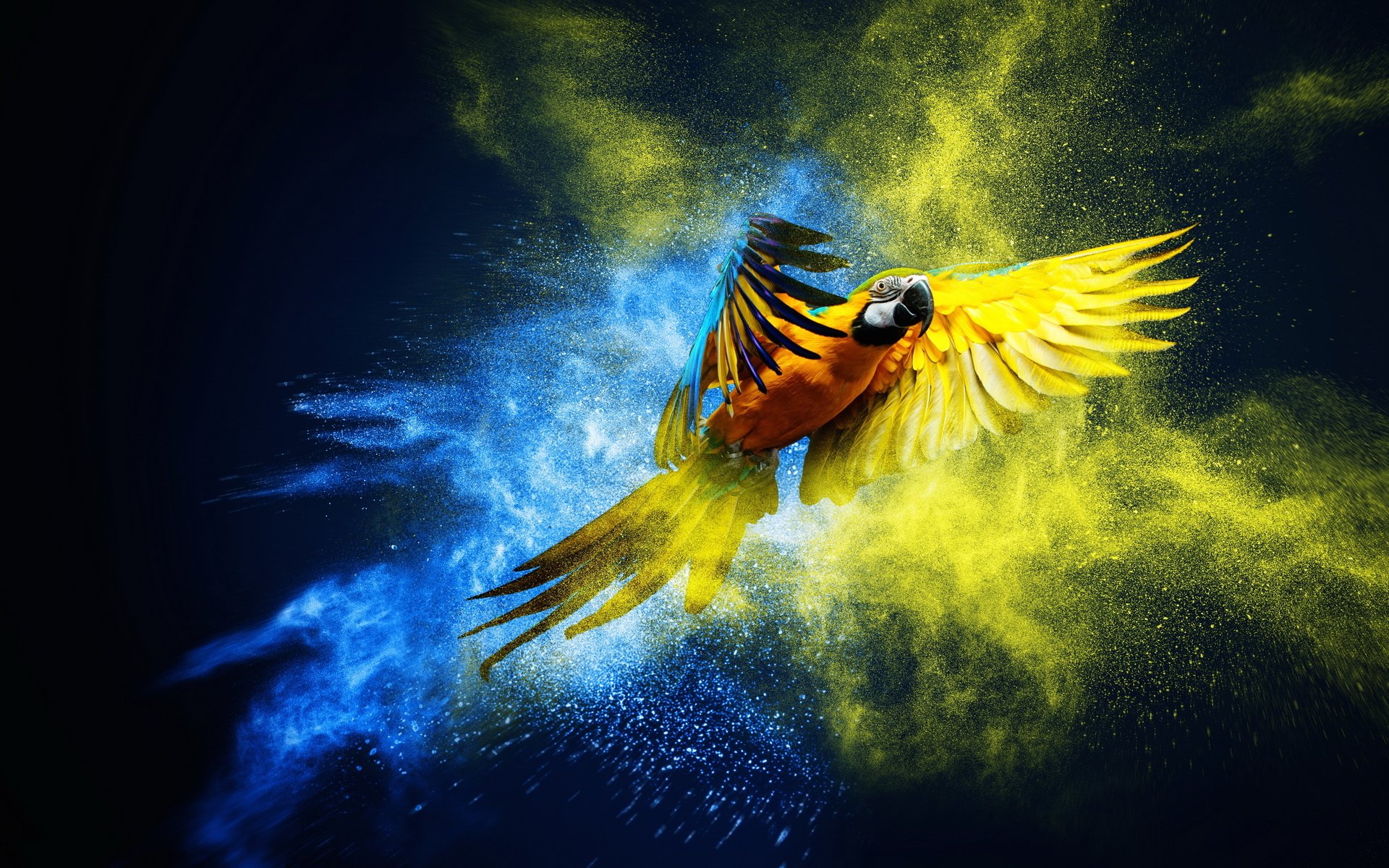 Download Animal Blue-and-yellow Macaw HD Wallpaper