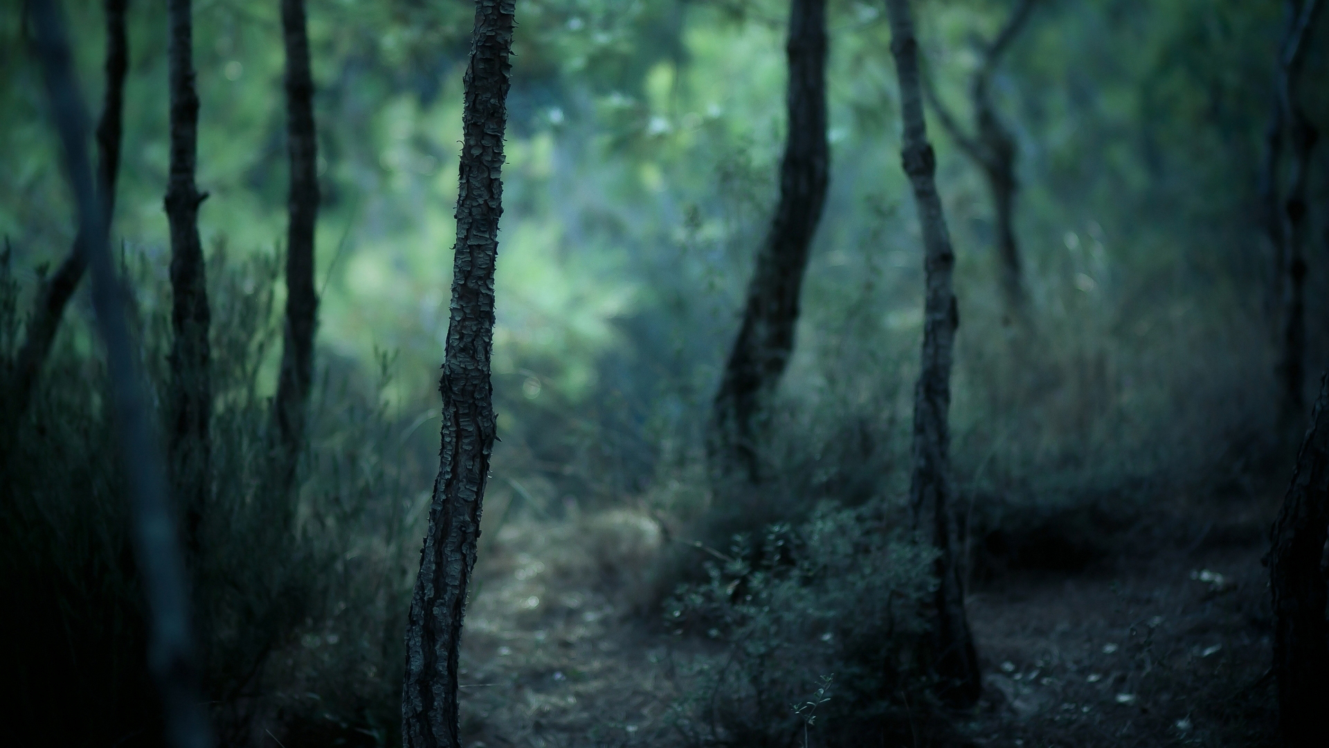Nature Forest HD Wallpaper
