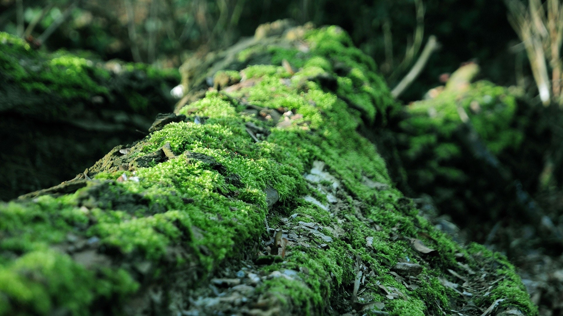 Download Nature Moss HD Wallpaper