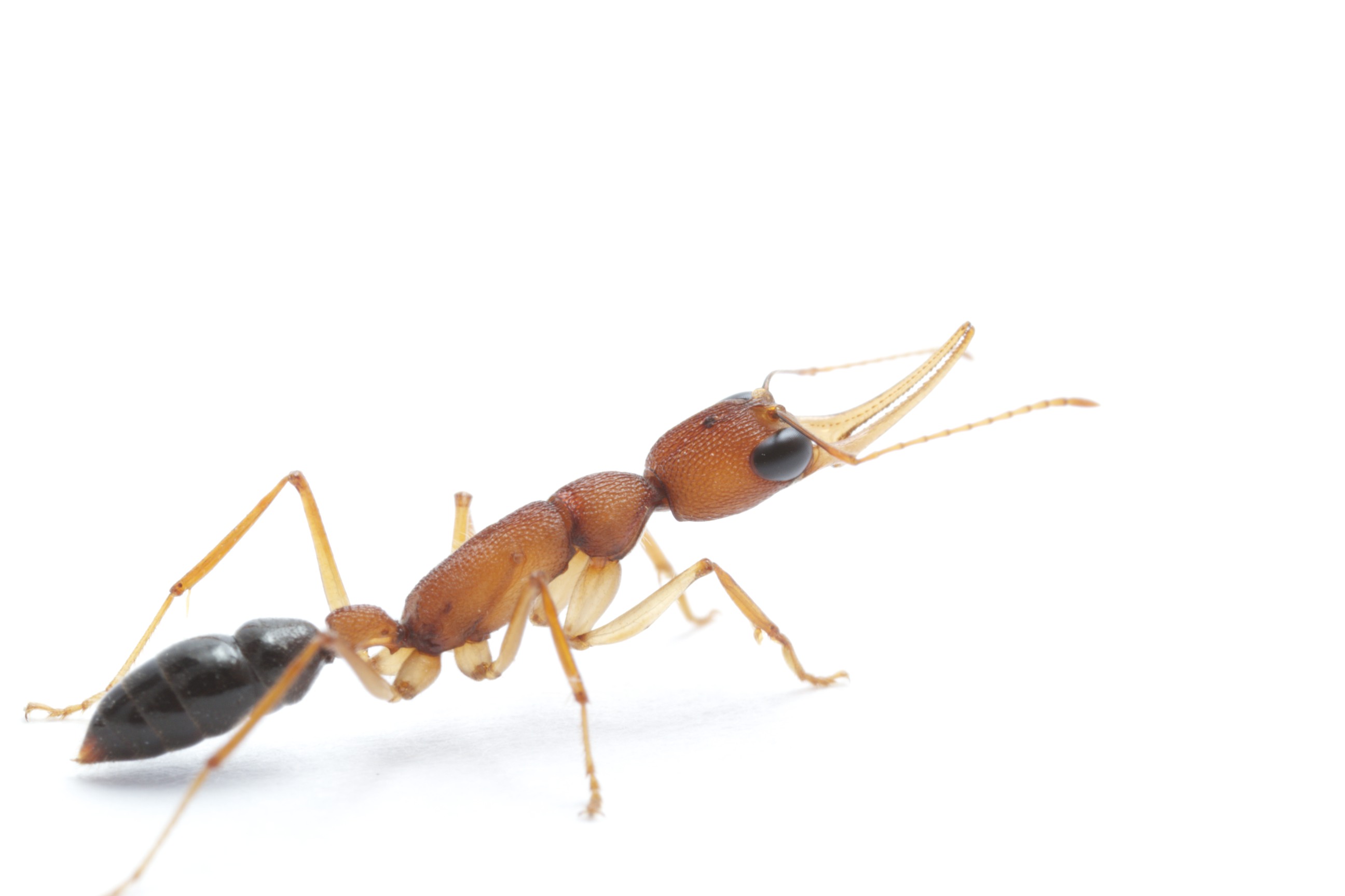 Download Animal Ant HD Wallpaper