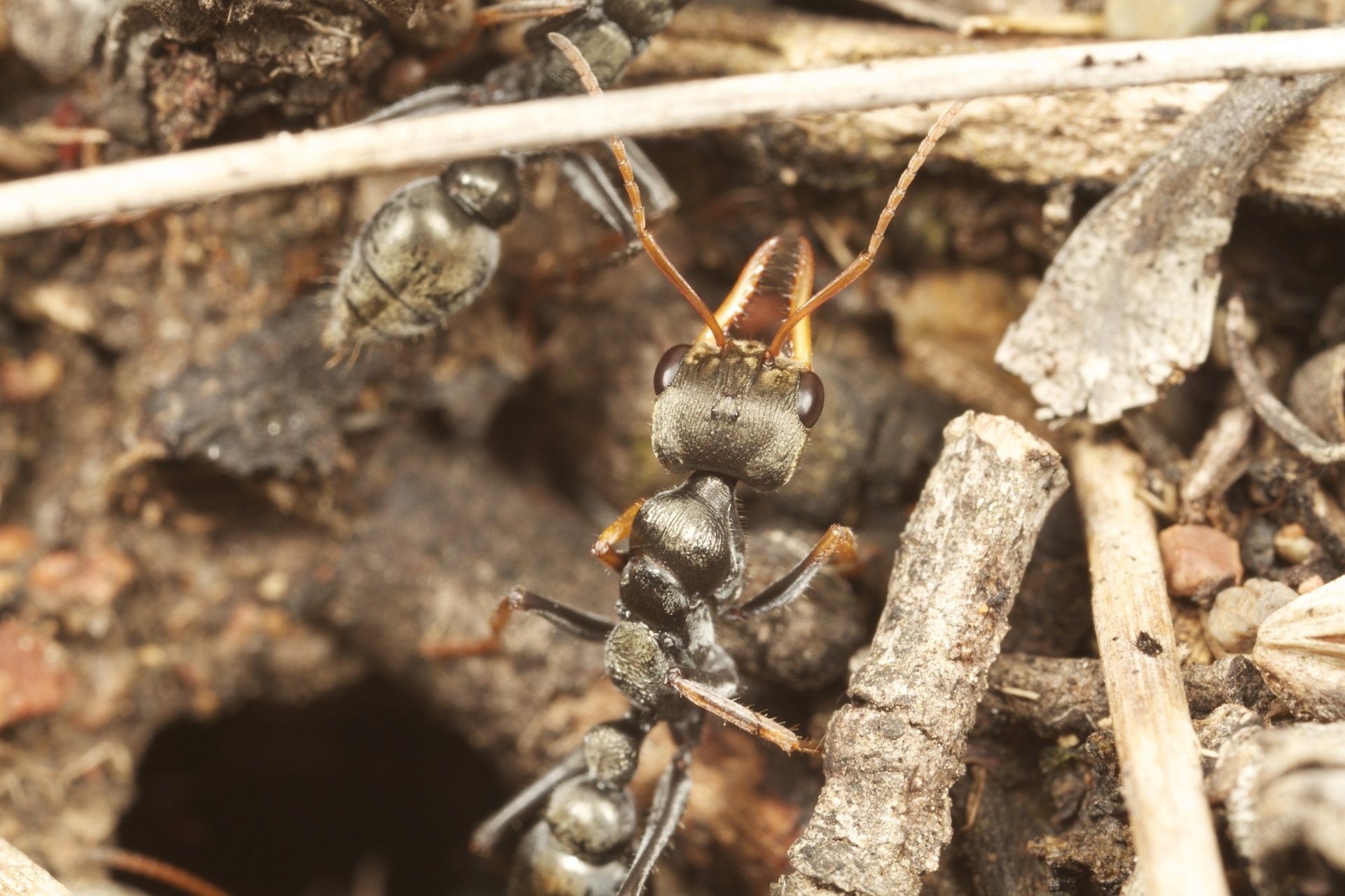 Download Animal Ant HD Wallpaper