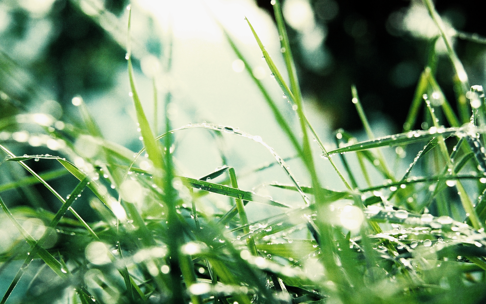 Download Nature Grass HD Wallpaper