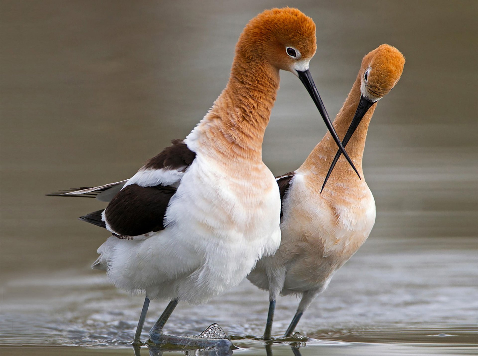 Download Animal American Avocet HD Wallpaper