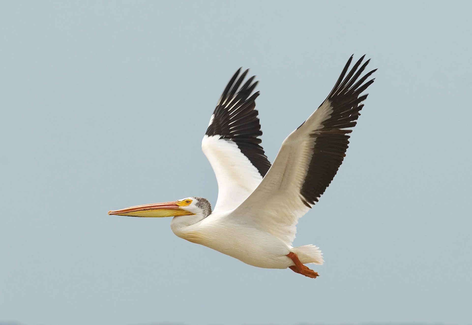 Download Animal Pelican HD Wallpaper