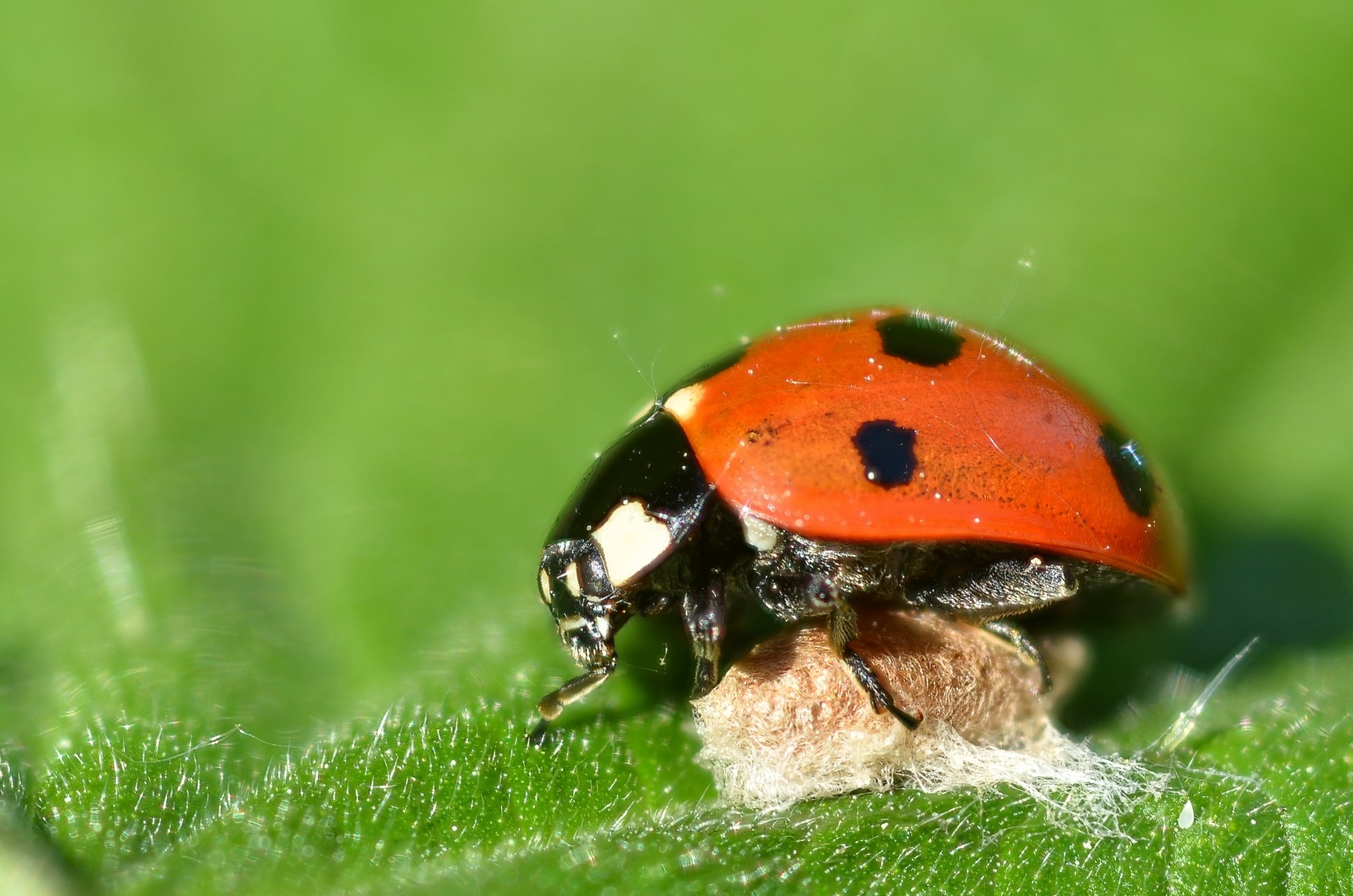 Download Animal Ladybug HD Wallpaper