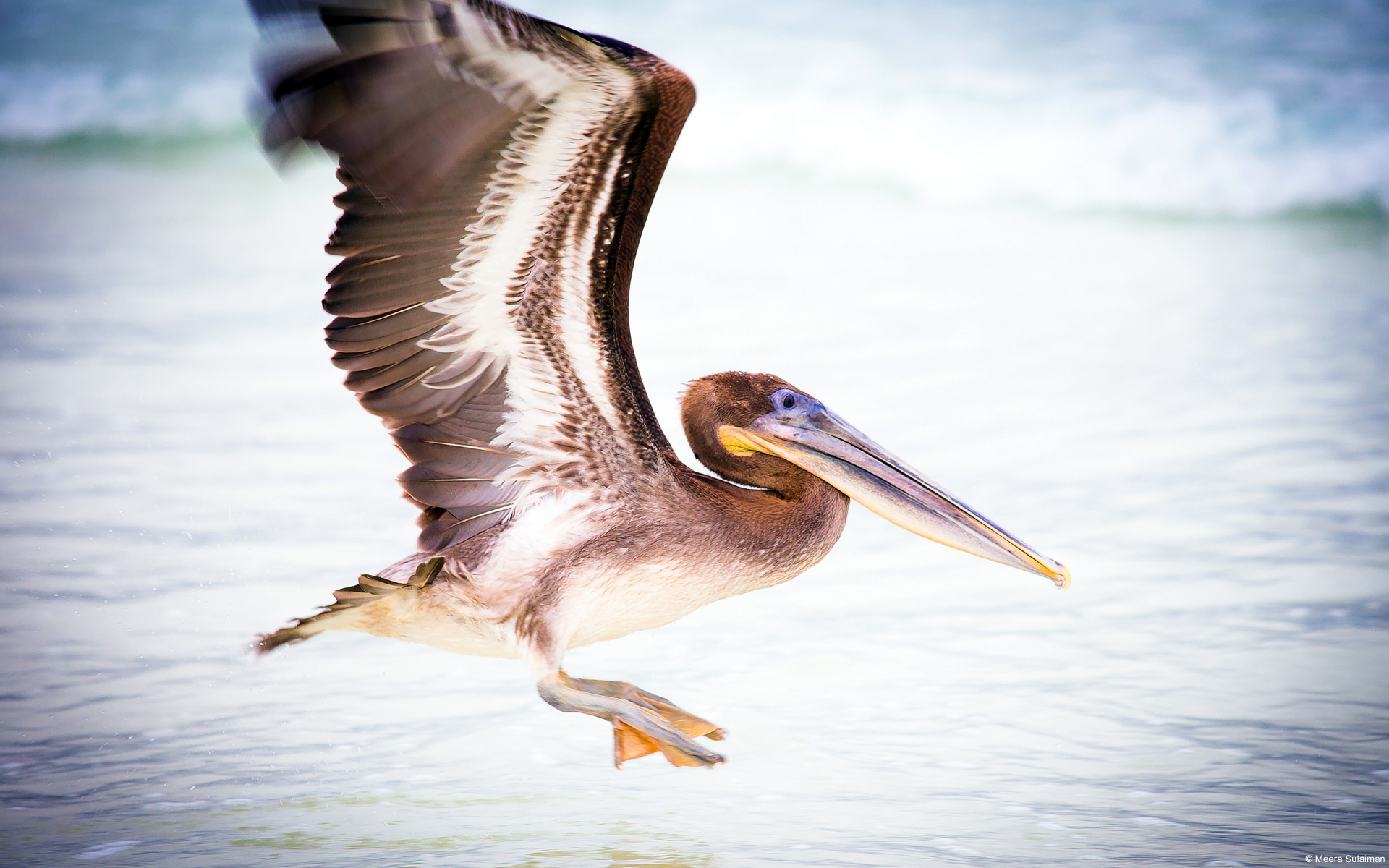 Download Animal Pelican HD Wallpaper by Meera Sulaiman