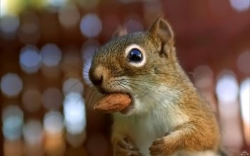 Download Animal Chipmunk PFP