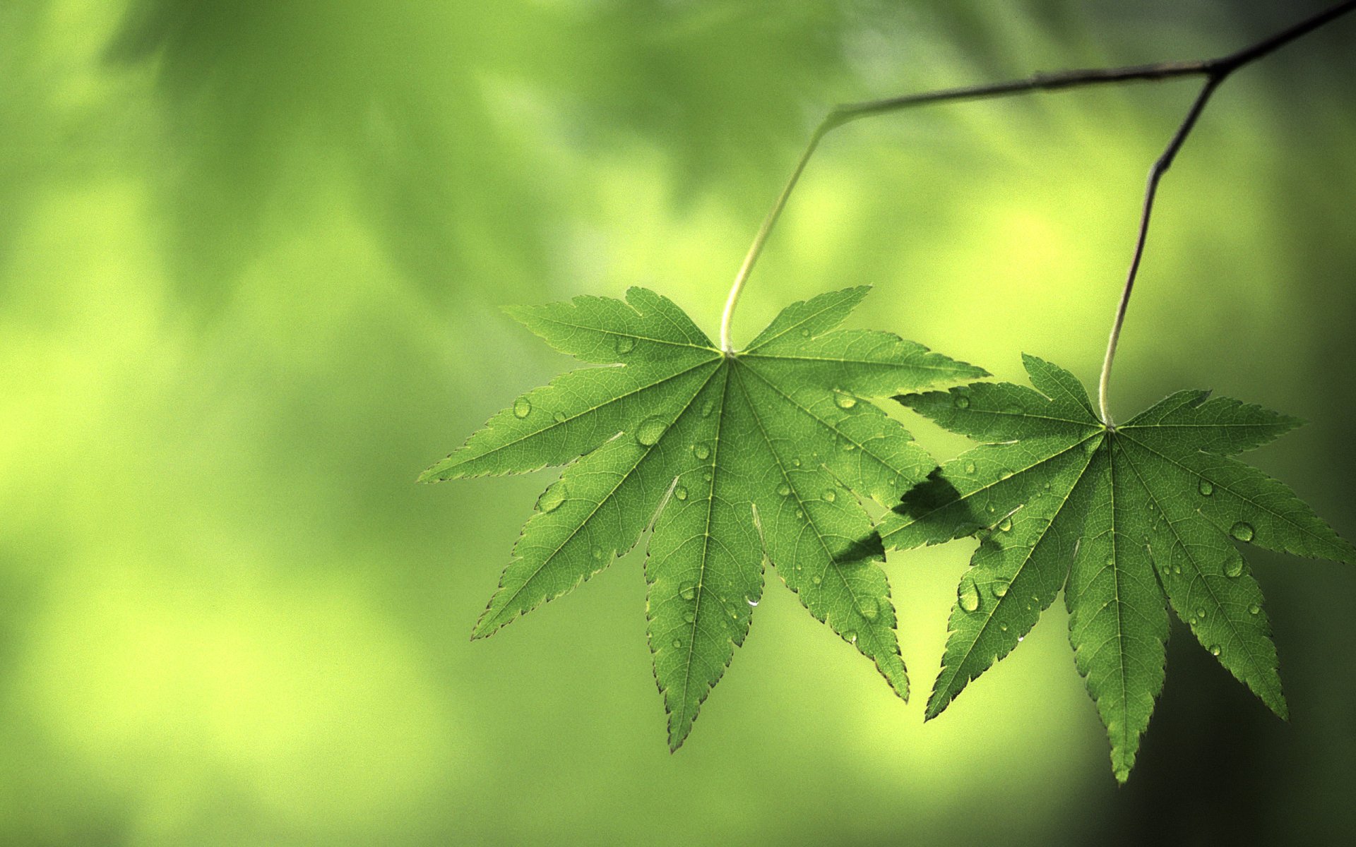 Download Nature Leaf HD Wallpaper