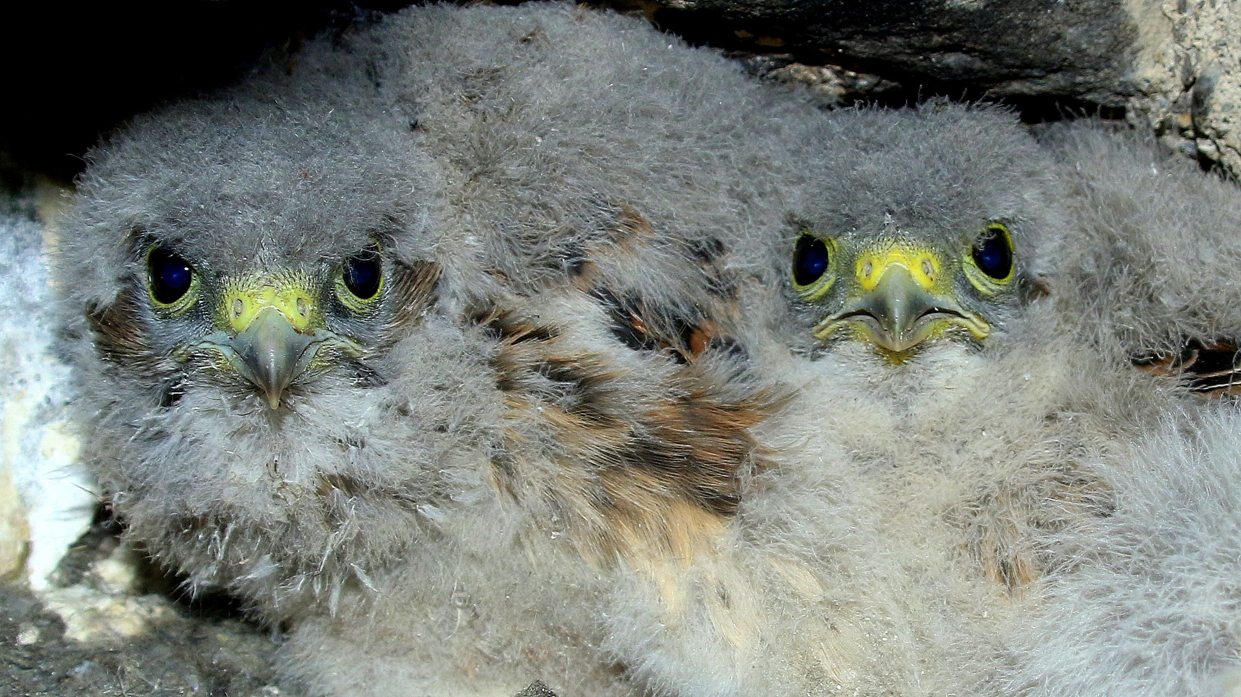 Download Animal Kestrel HD Wallpaper