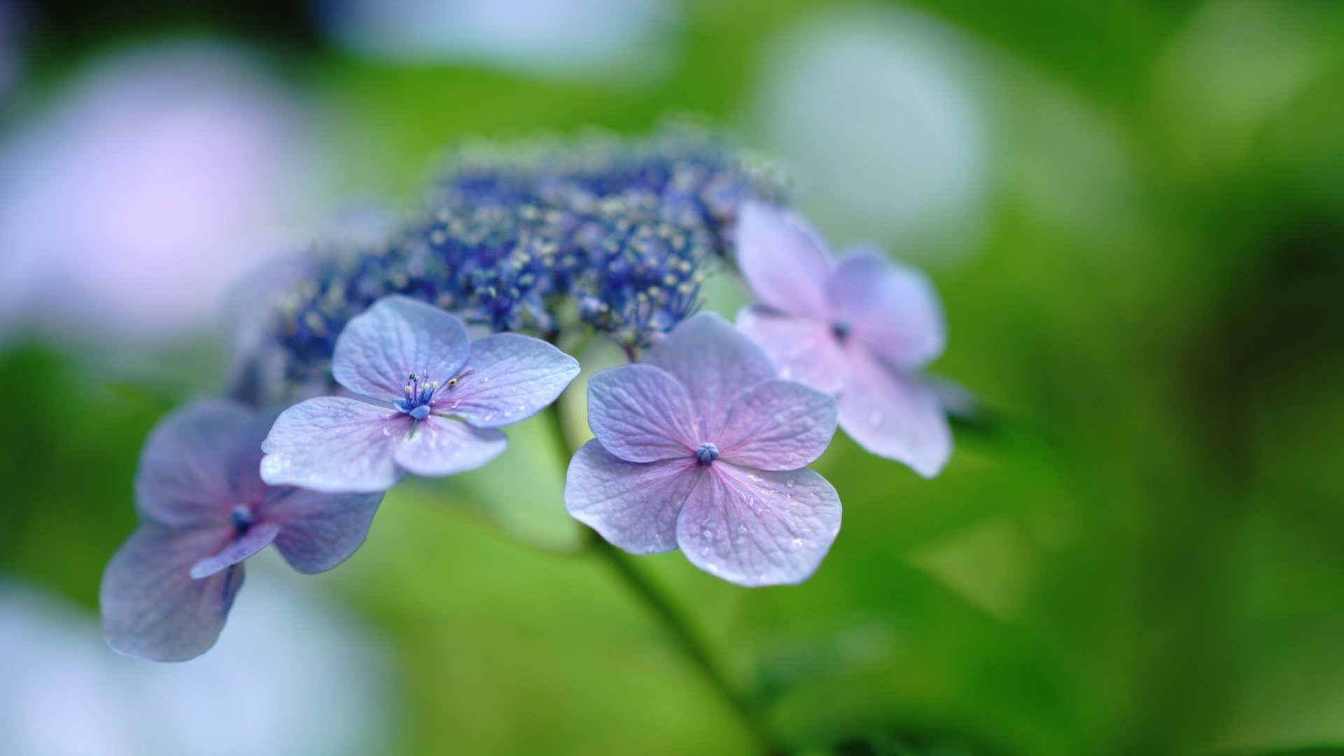 Download Nature Hydrangea HD Wallpaper