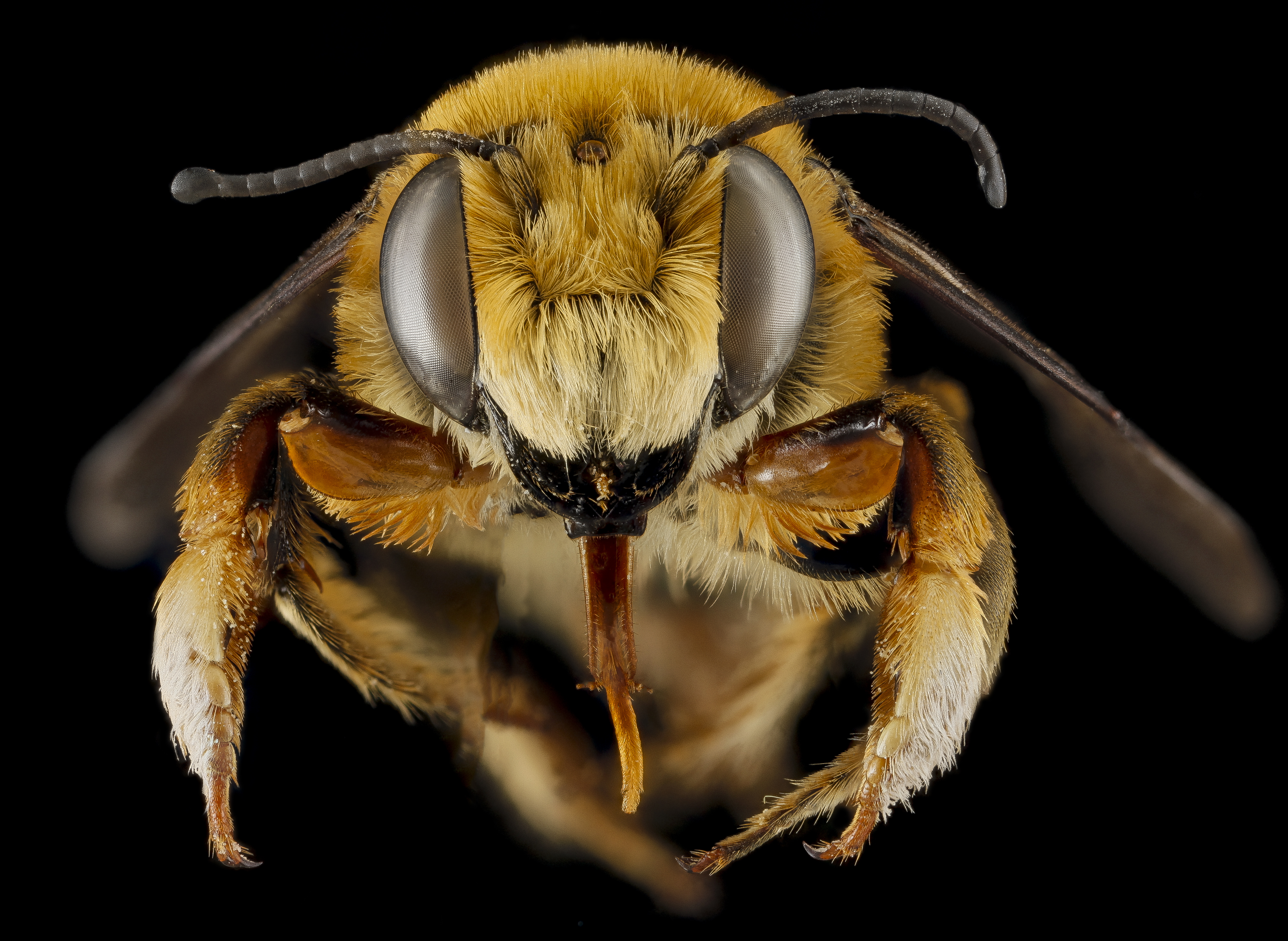 Download Animal Bee 4k Ultra HD Wallpaper