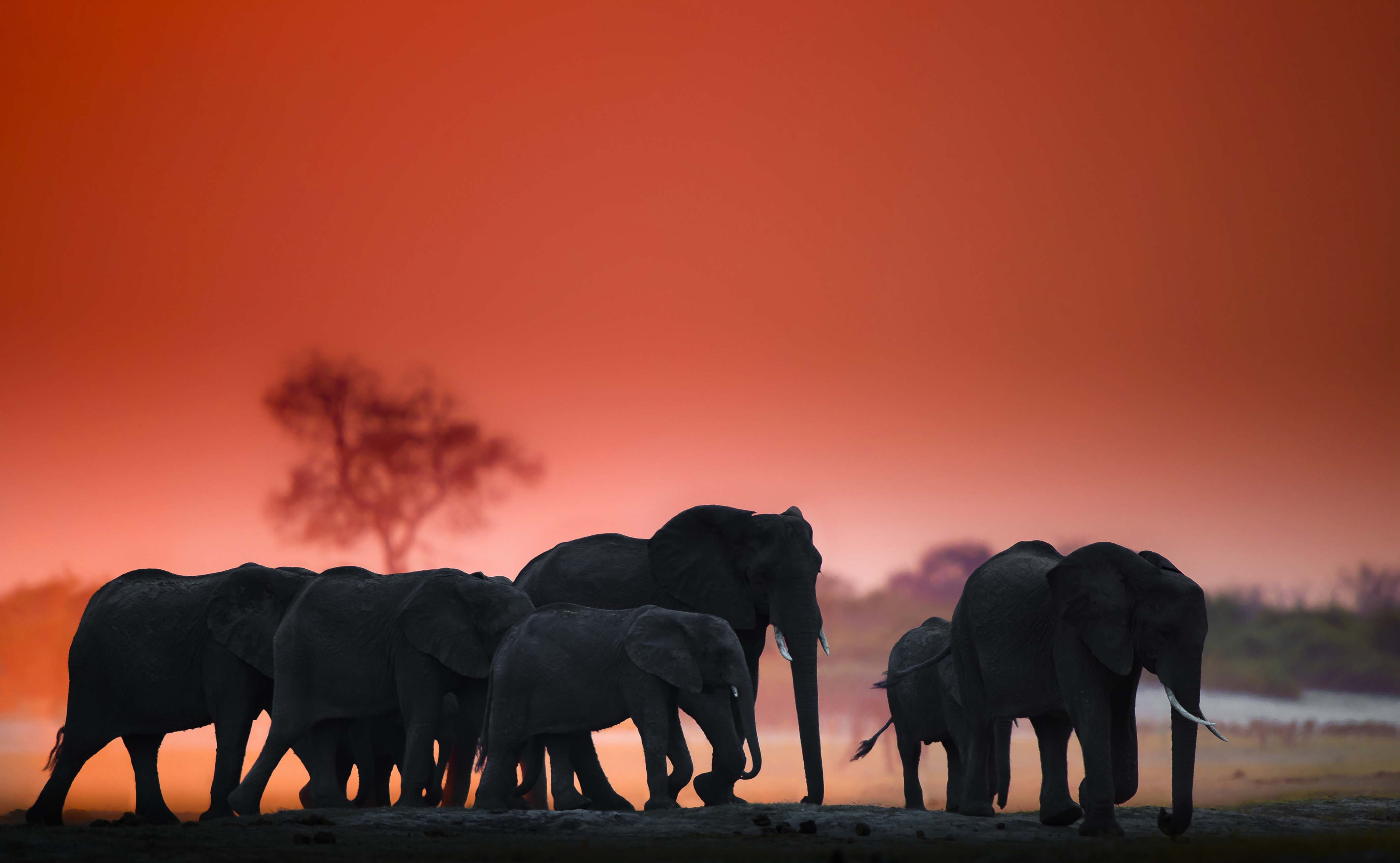 Download Animal African Bush Elephant 4k Ultra HD Wallpaper