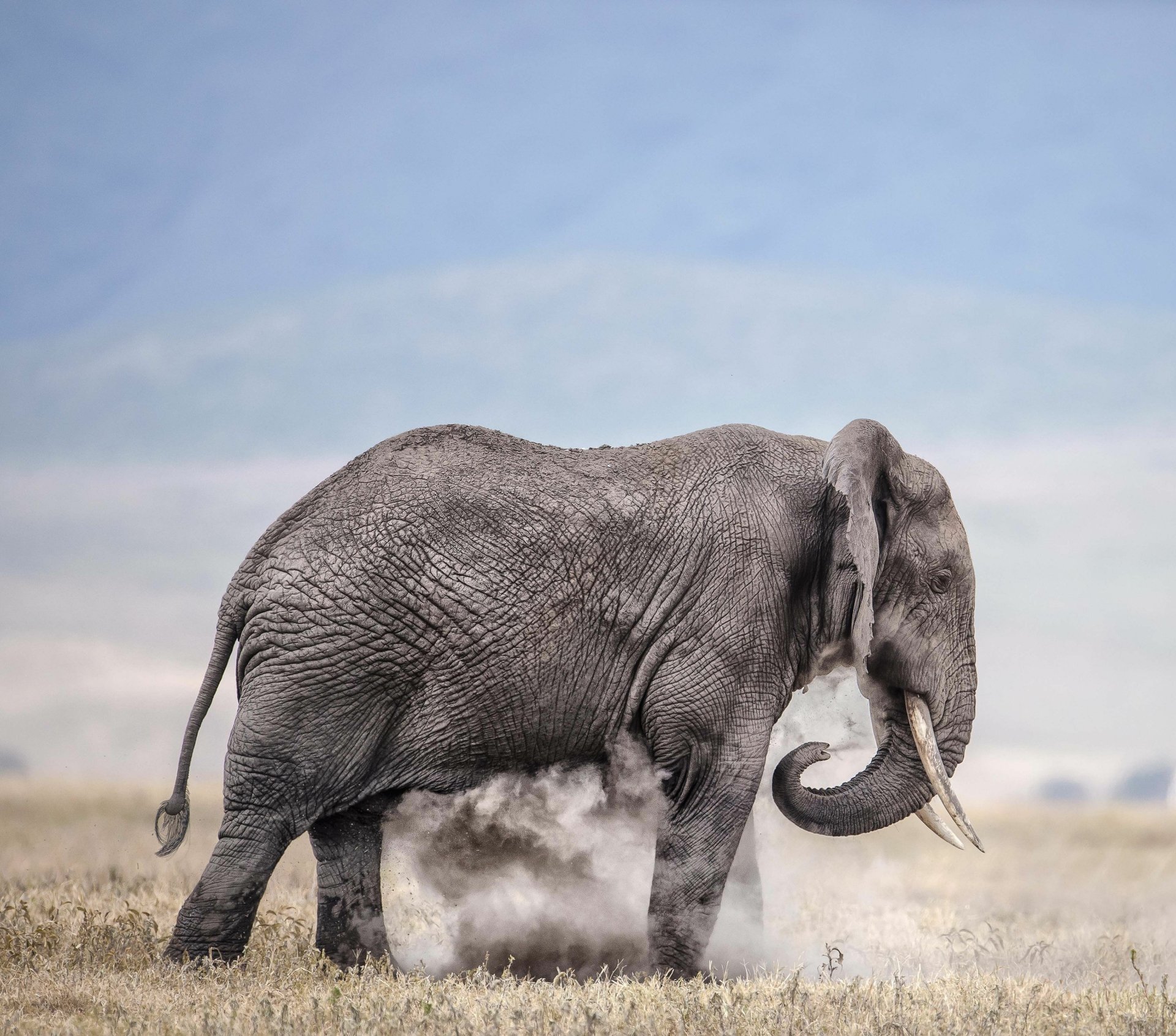Download Animal African Bush Elephant 4k Ultra HD Wallpaper | 4250x3742 ...