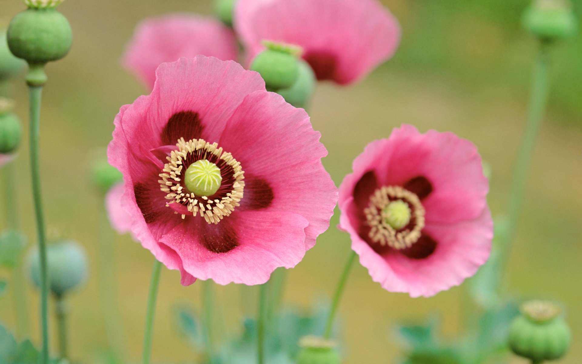 Vibrant Pink Poppies: Stunning HD Nature Wallpaper