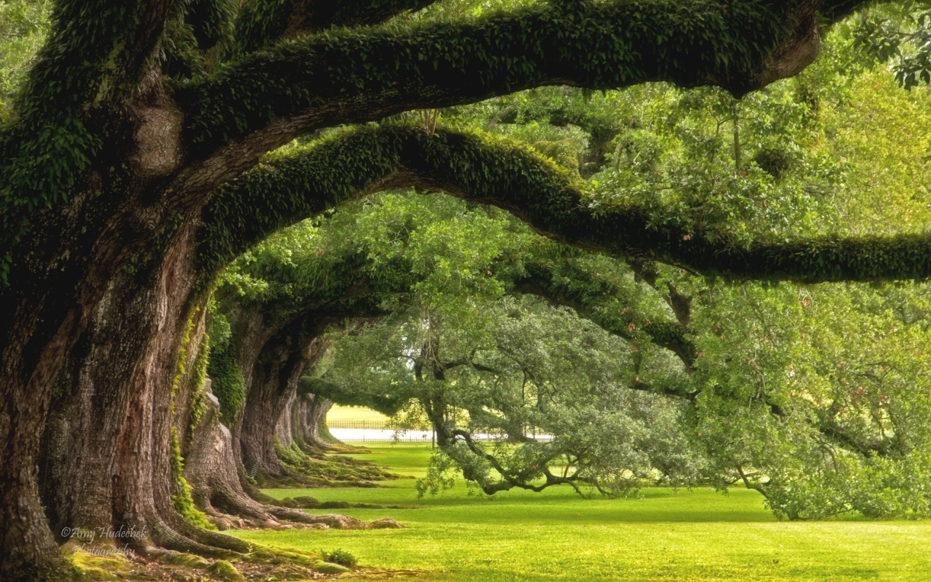 Download Nature Tree HD Wallpaper