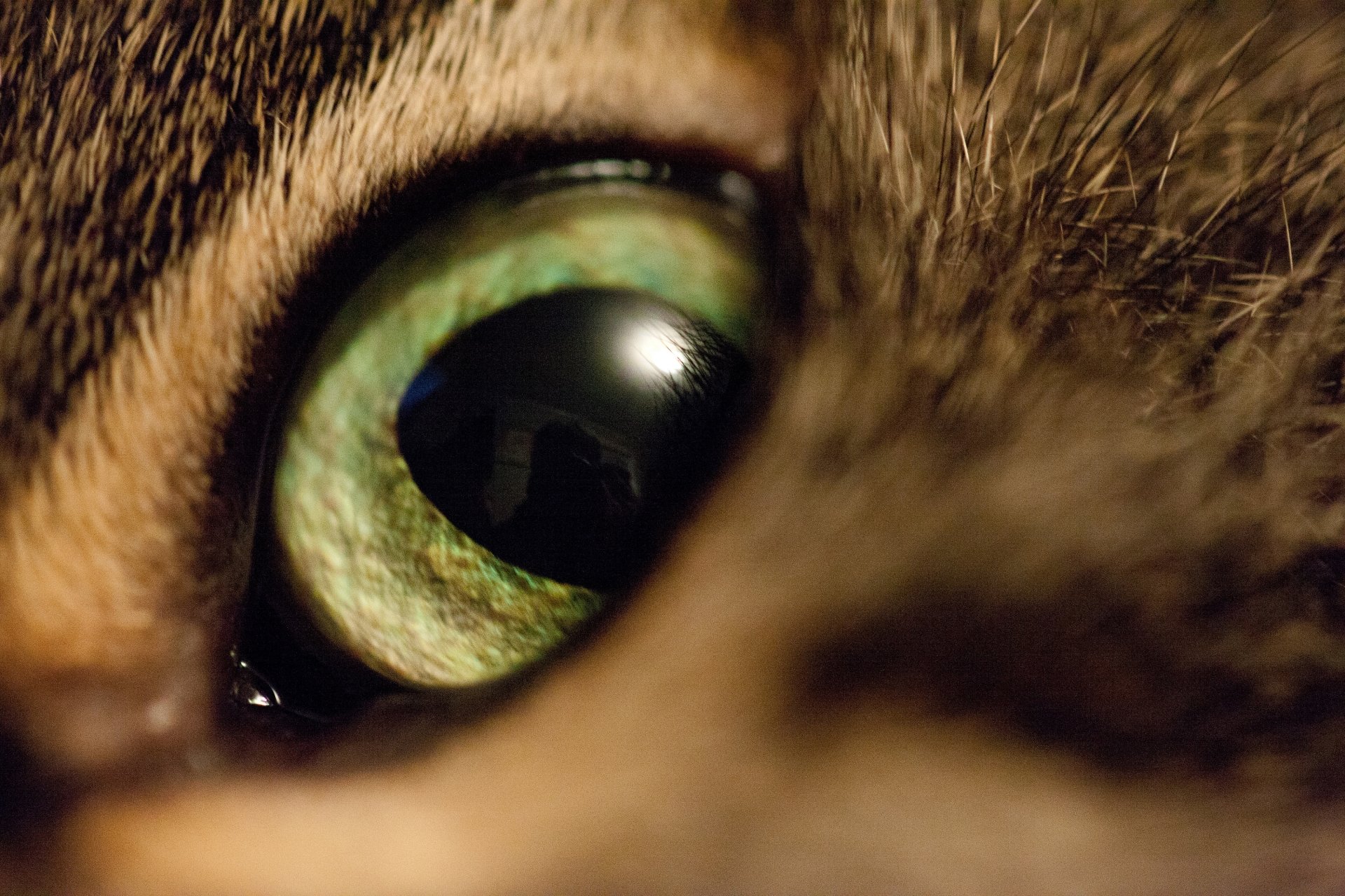 4K Ultra HD Cat Eye: A Captivating Glimpse into the Animal Kingdom