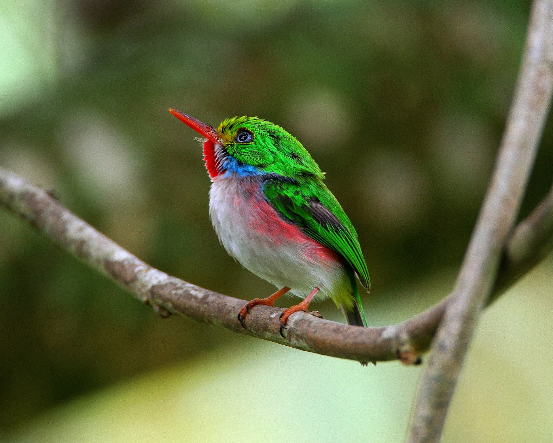 Download Cuban Tody Animal Bird 4k Ultra HD Wallpaper