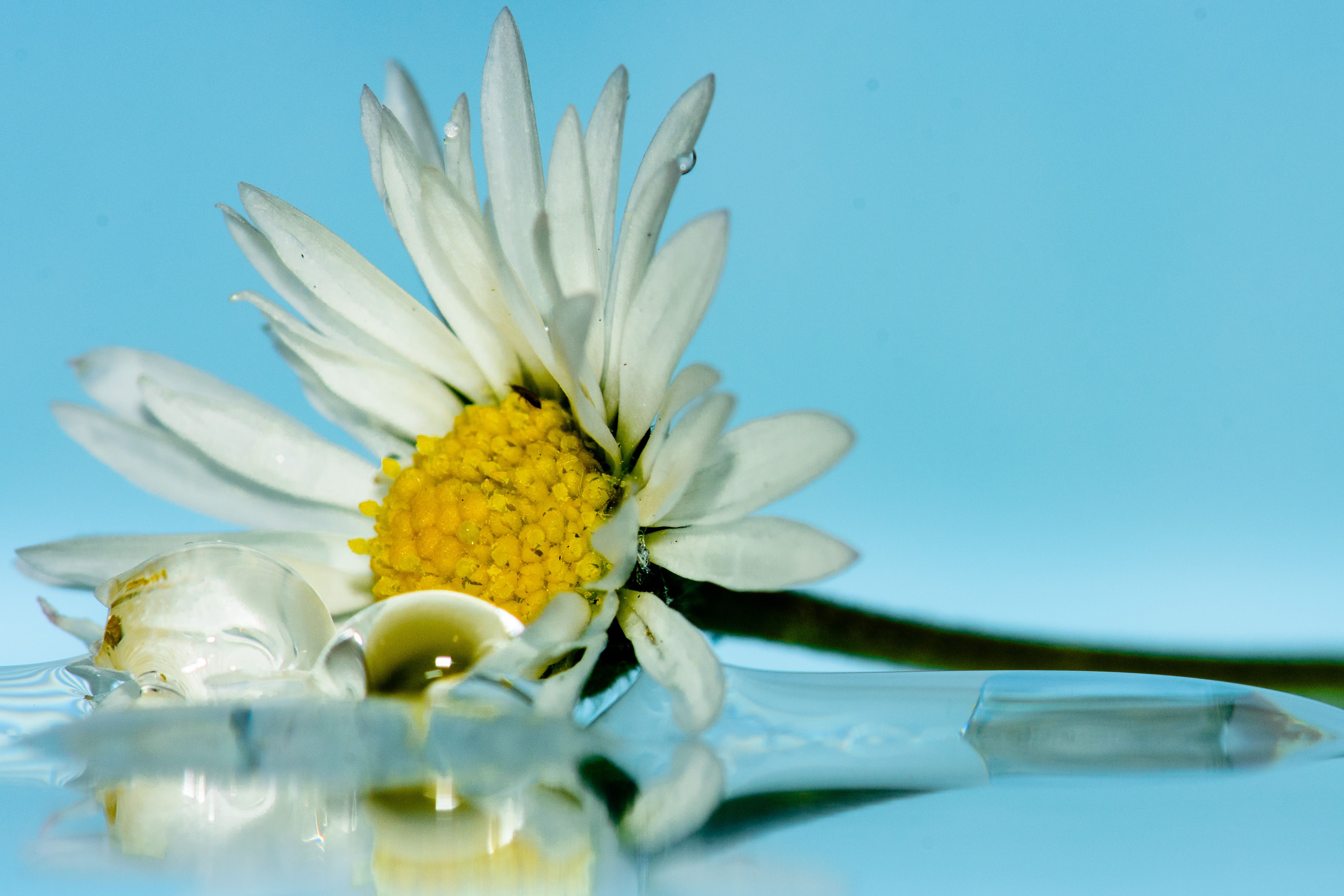 Nature Daisy 4k Ultra HD Wallpaper