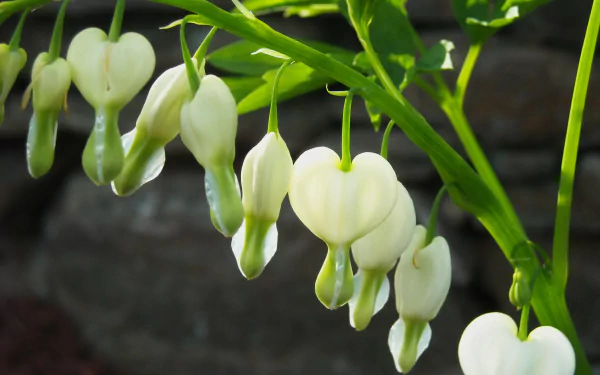 [10+] Bleeding Heart Wallpapers