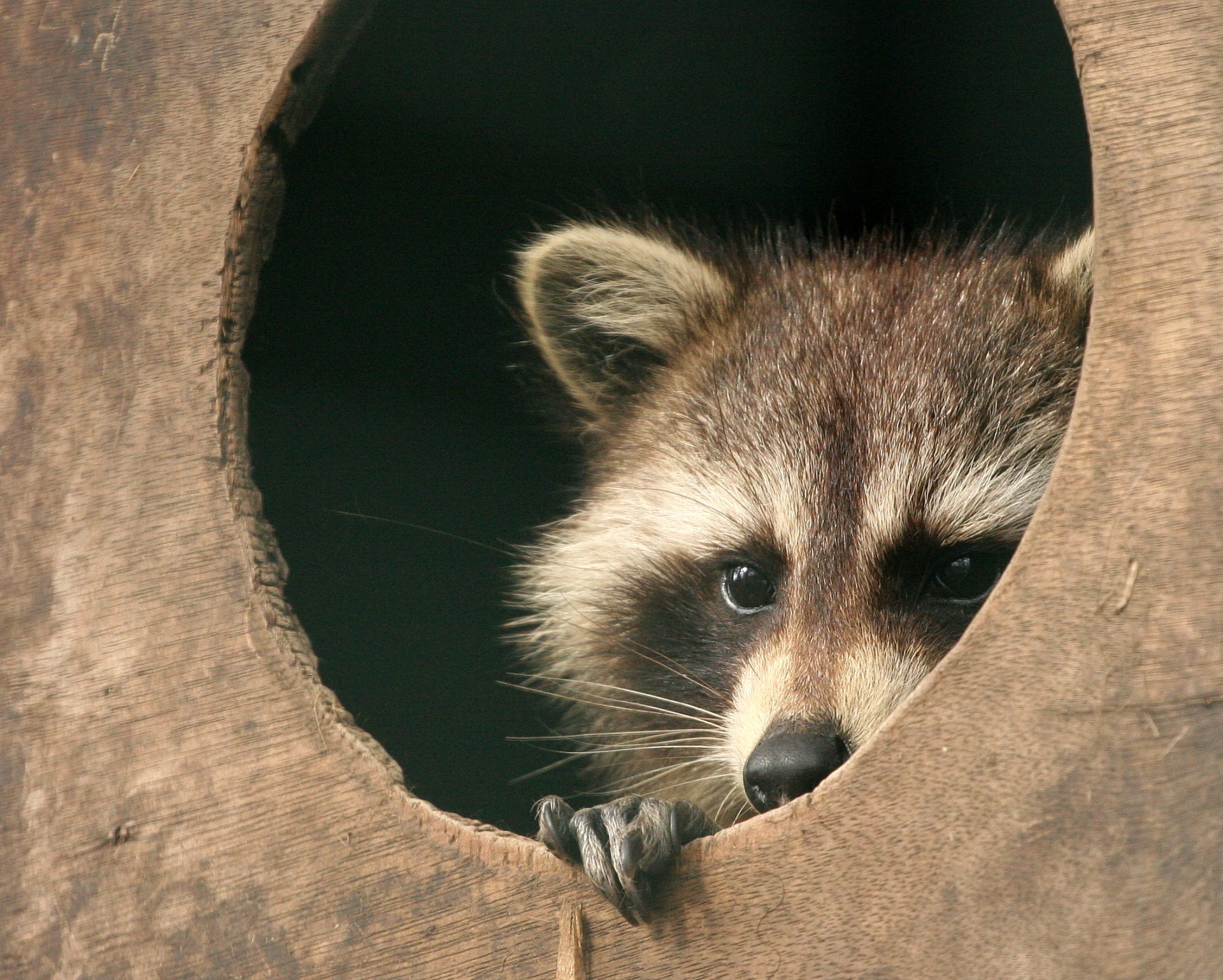 Download Animal Raccoon HD Wallpaper